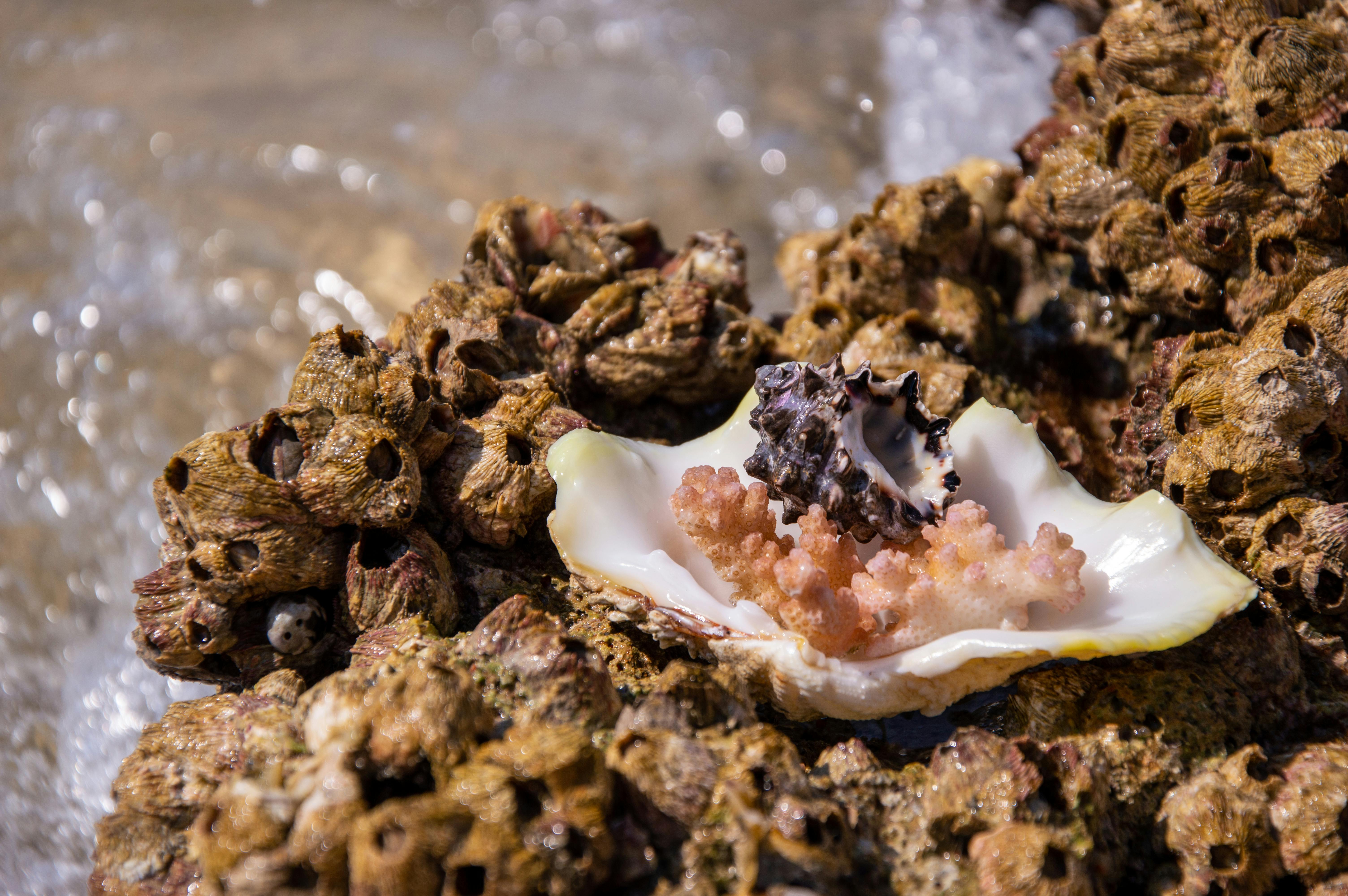 Foto de stock gratuita sobre acial, acuático, agua, agua salada, al ...