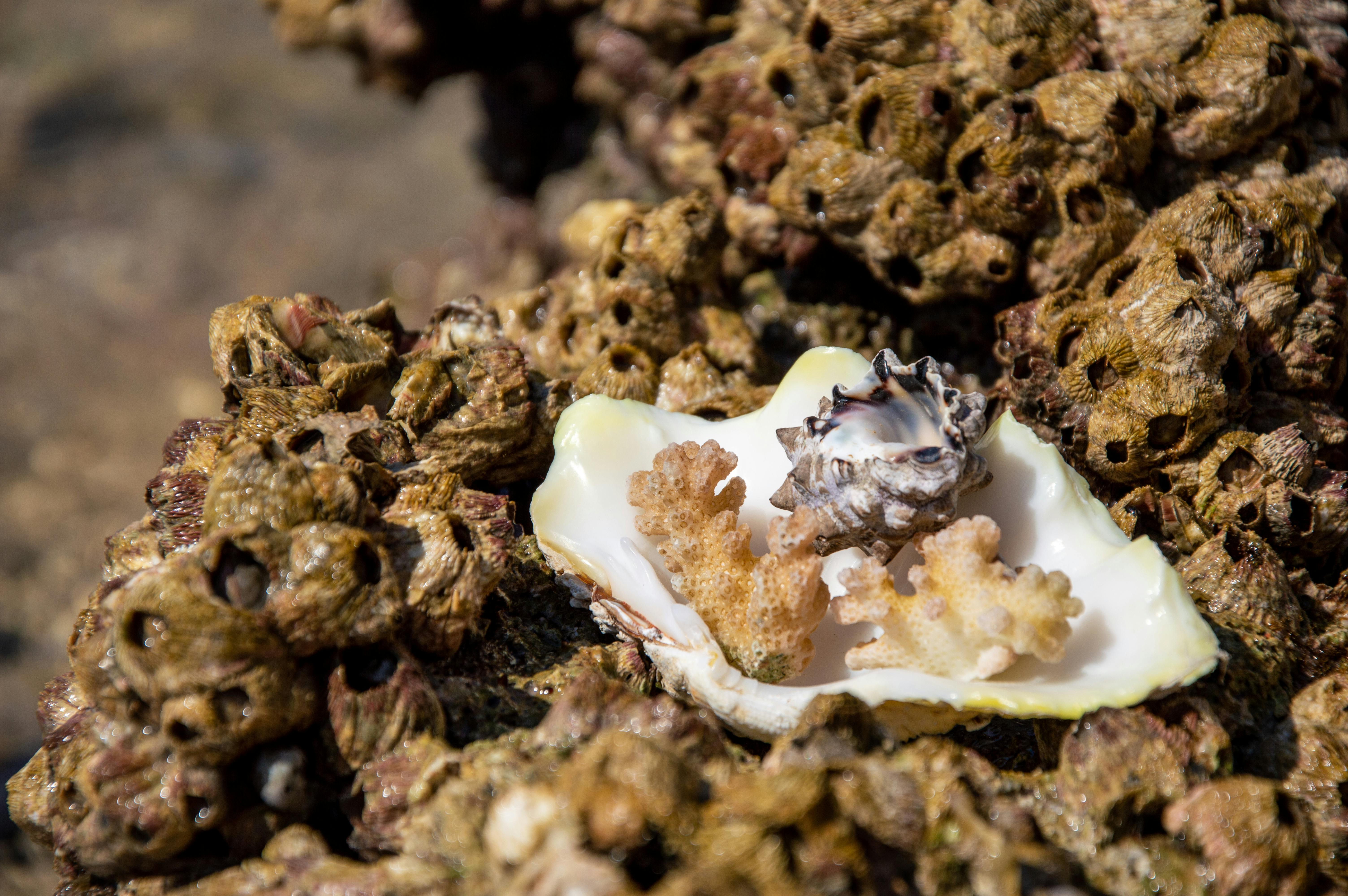 Close-up Photography of White Shells · Free Stock Photo