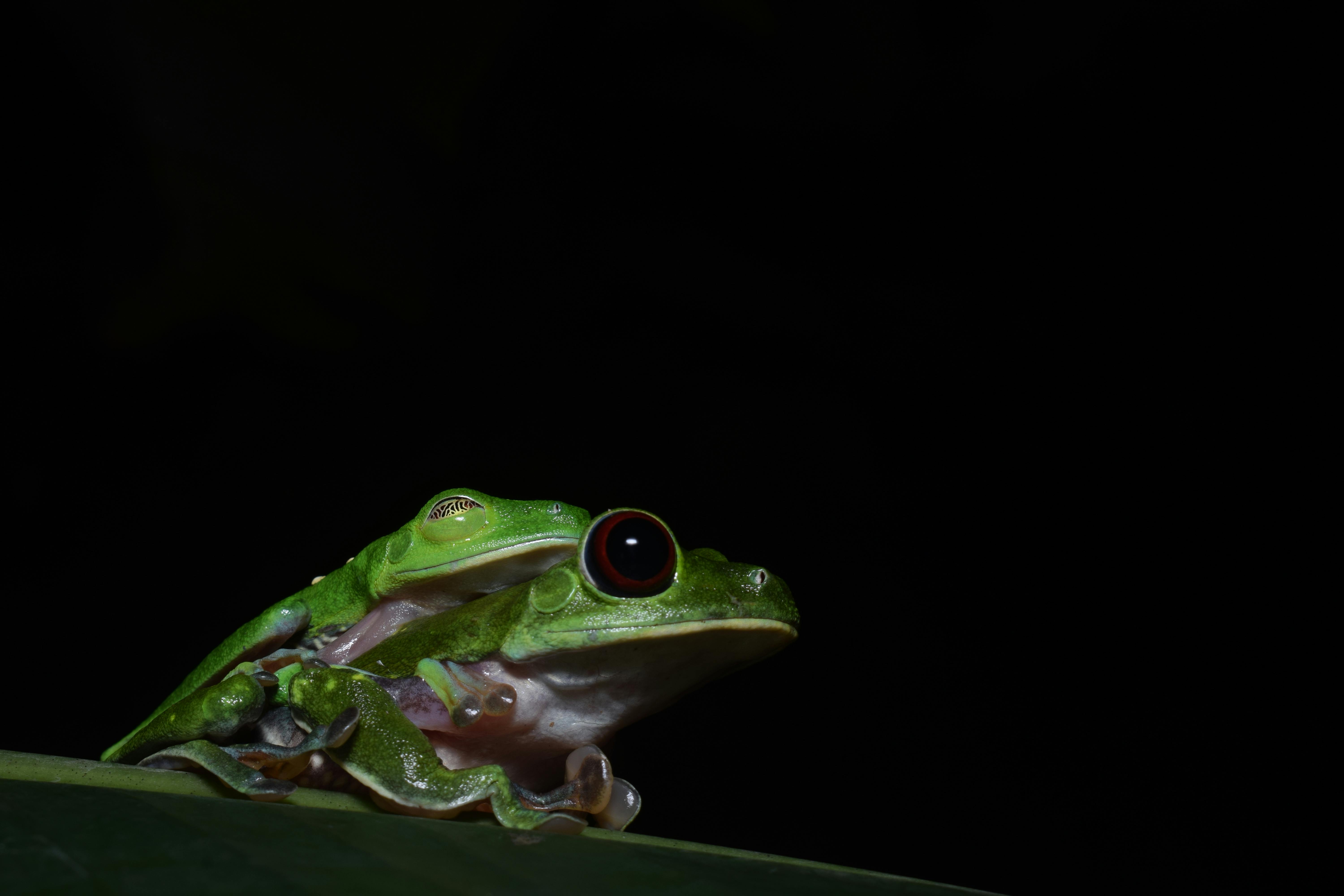 Blue-Sided Leaf Frogs on Leaf · Free Stock Photo
