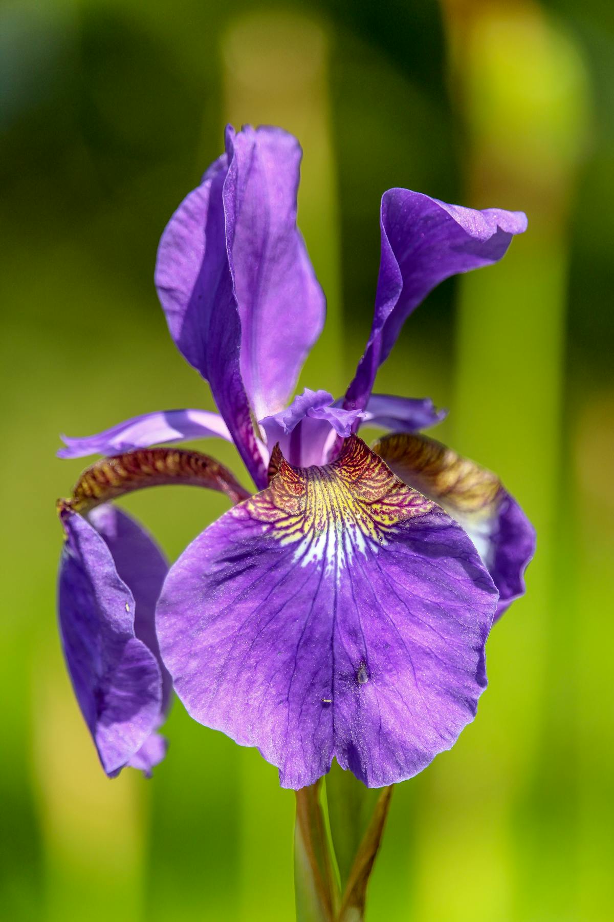 Iris Flower Photos, Download The BEST Free Iris Flower Stock Photos ...