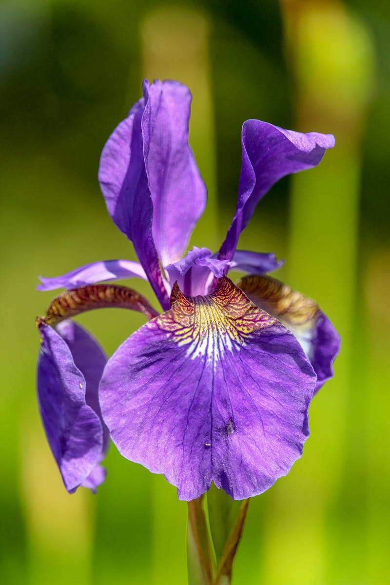 Iris Flower Photos, Download The BEST Free Iris Flower Stock Photos ...