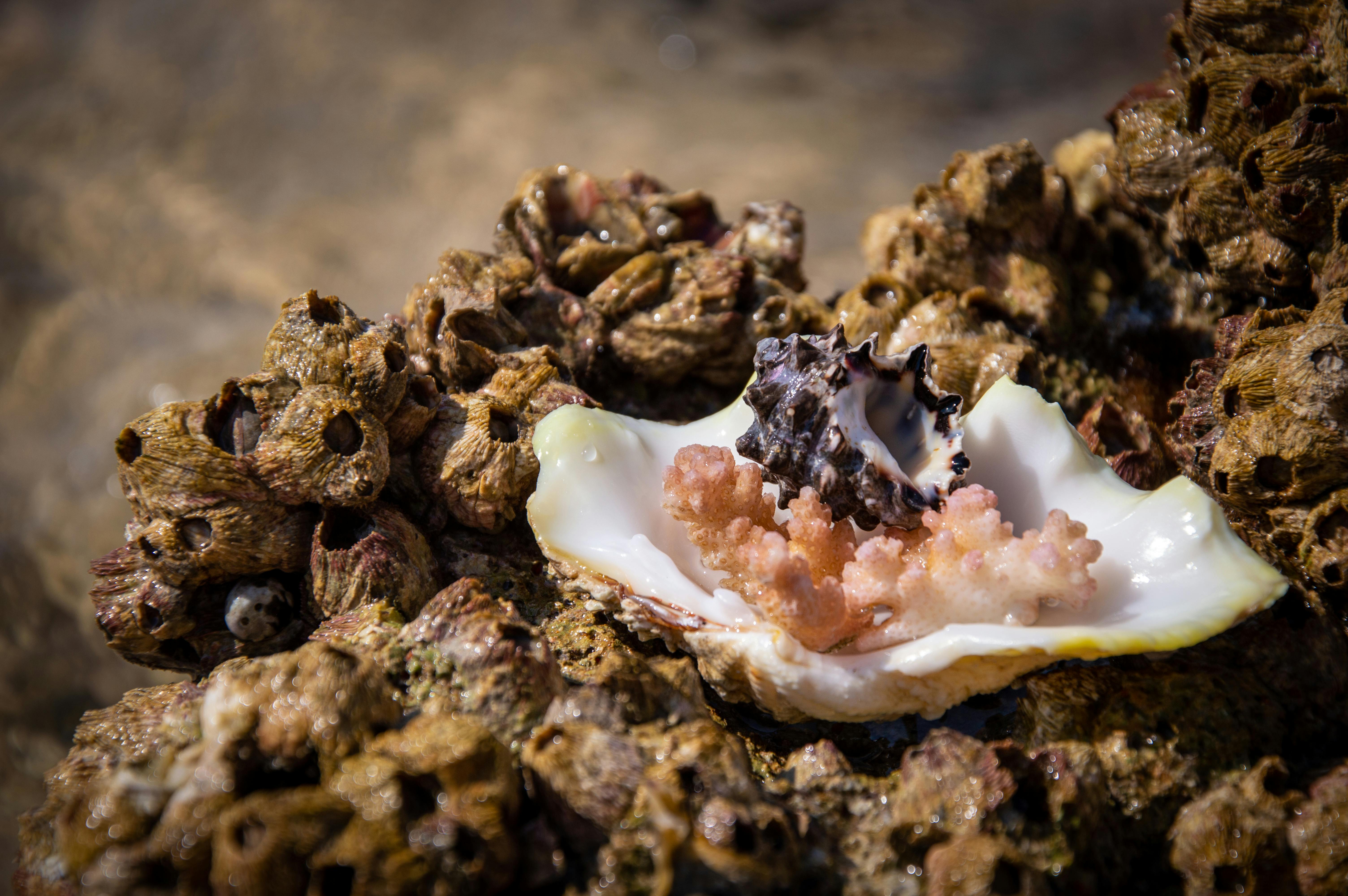 Seashells and Barnacles · Free Stock Photo