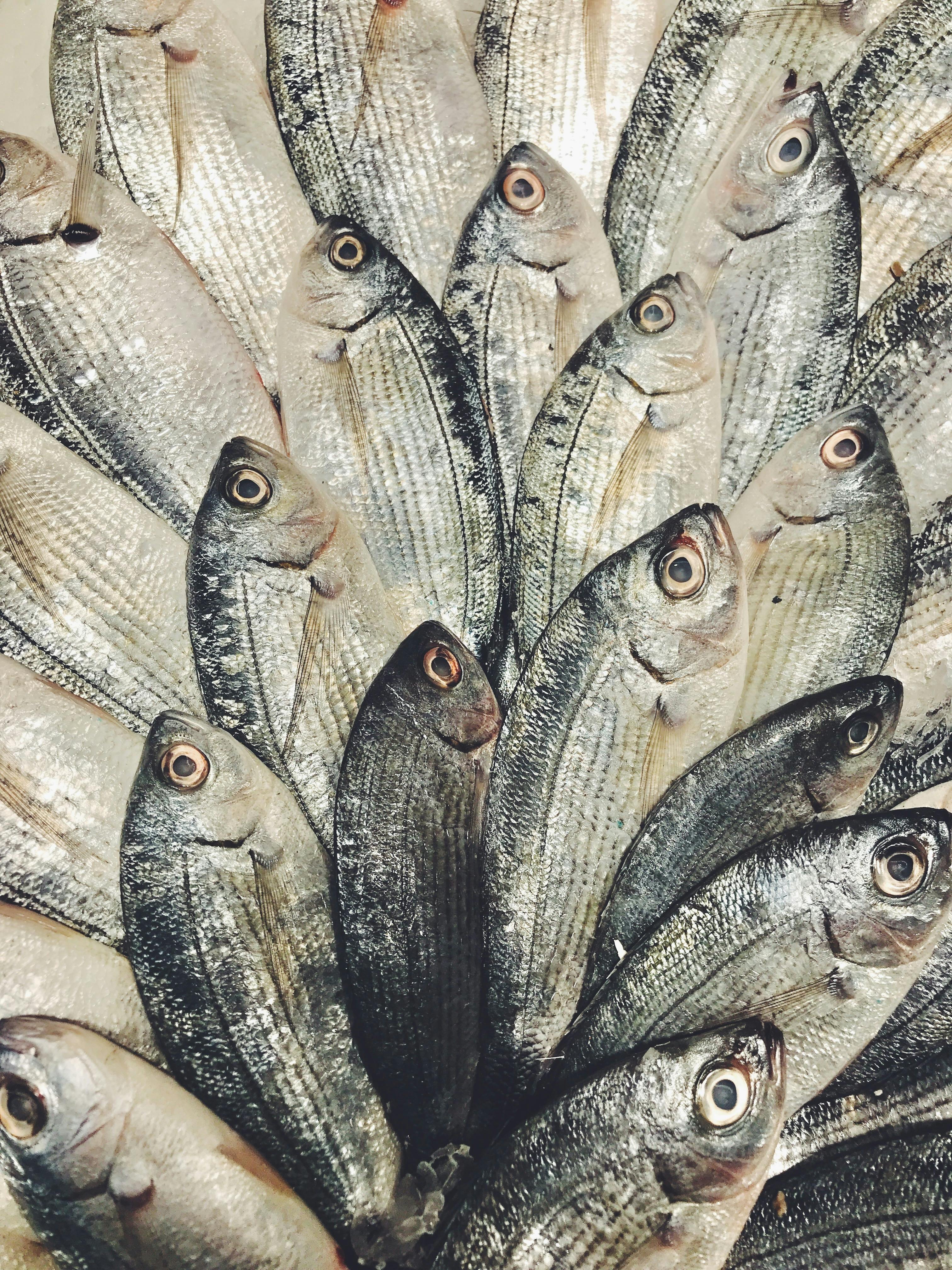 Pile of Fish · Free Stock Photo