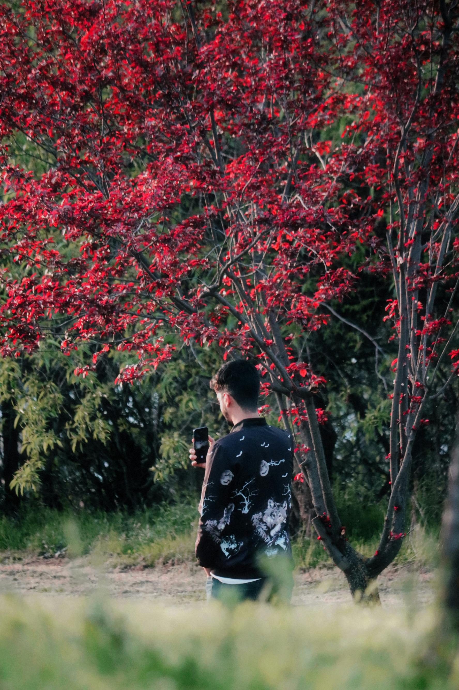 Sick Tree Photos, Download The BEST Free Sick Tree Stock Photos & HD Images