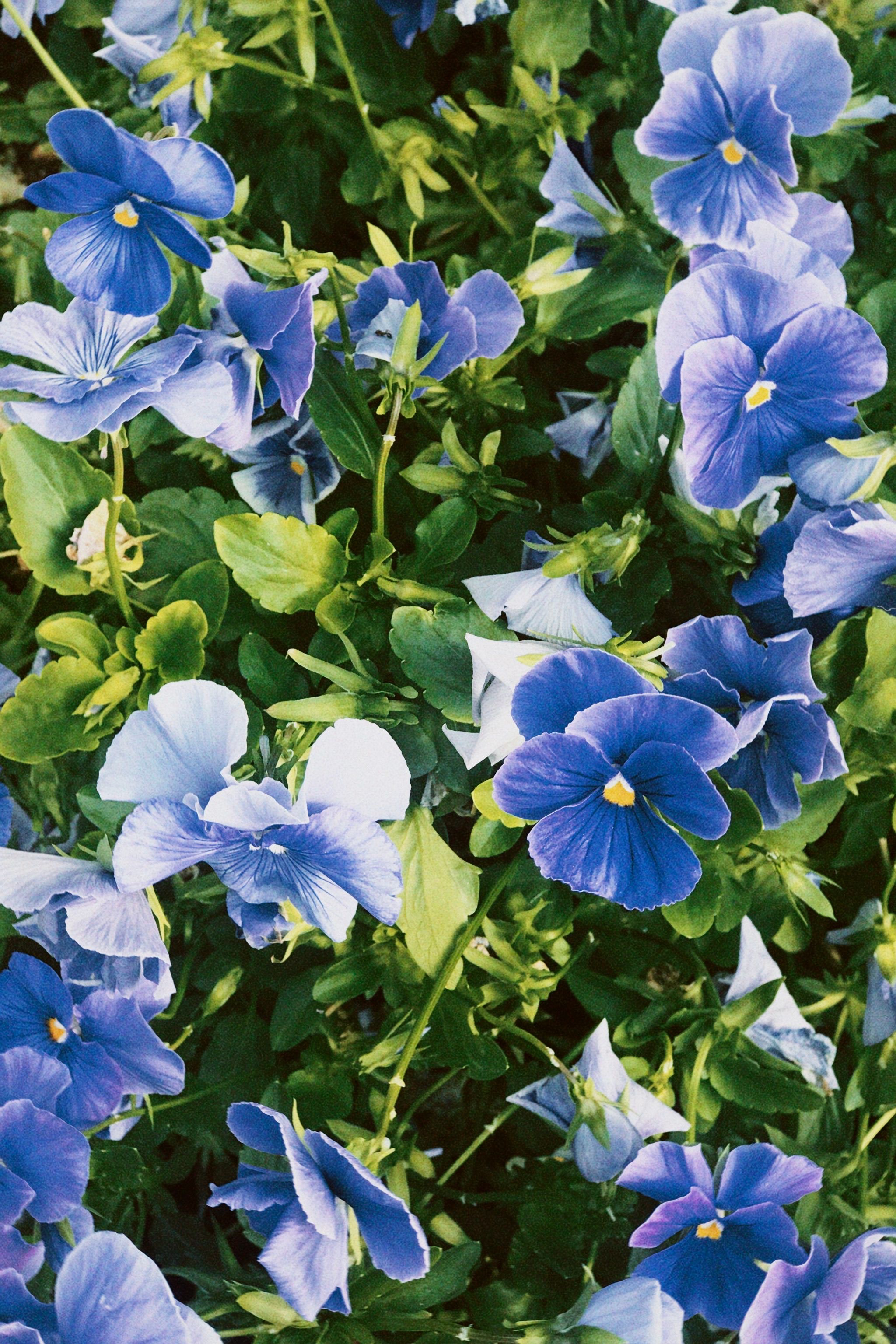Blue Flowers on Meadow · Free Stock Photo