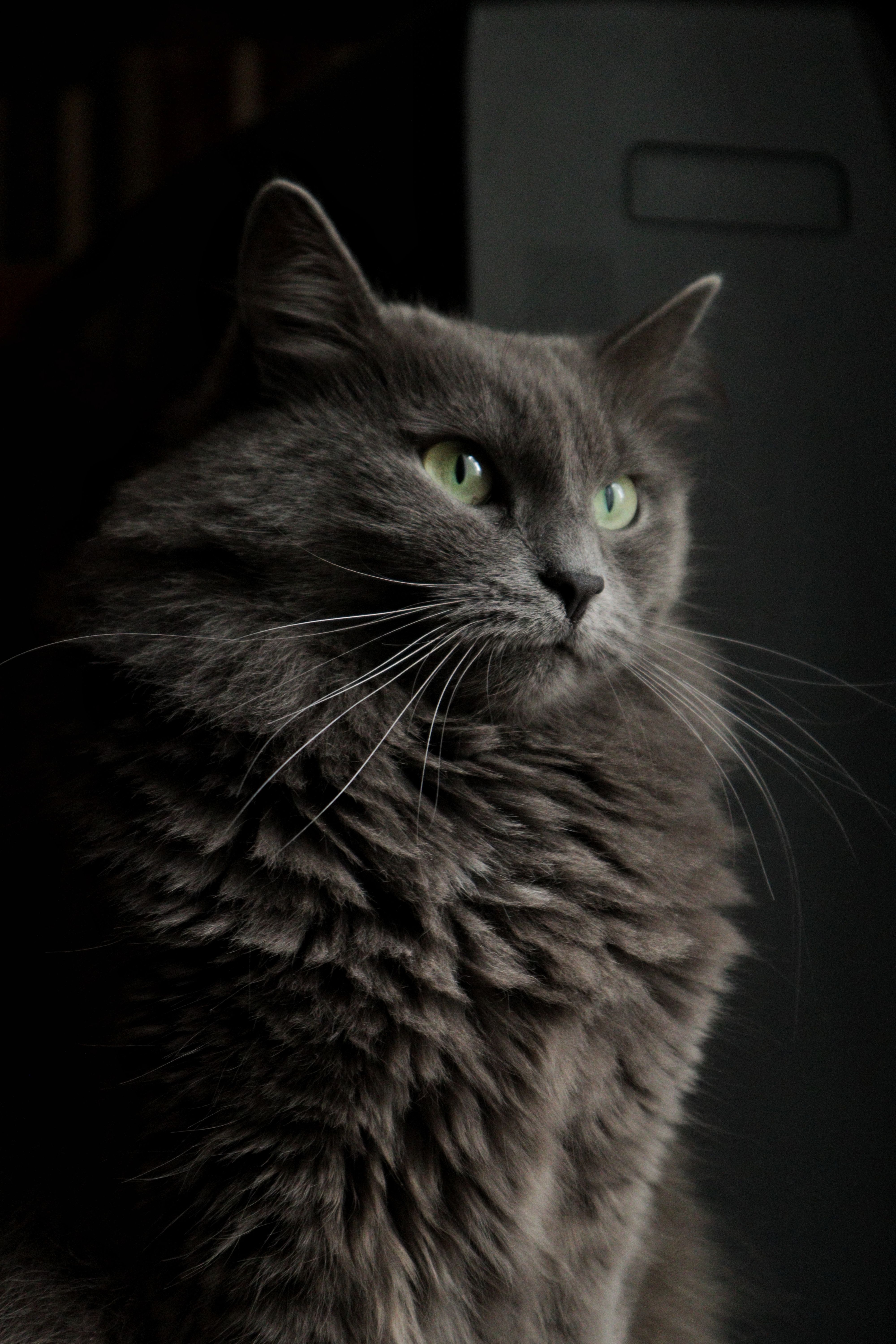Cat Desktop Wallpapers Photos, Download The BEST Free Cat Desktop ...