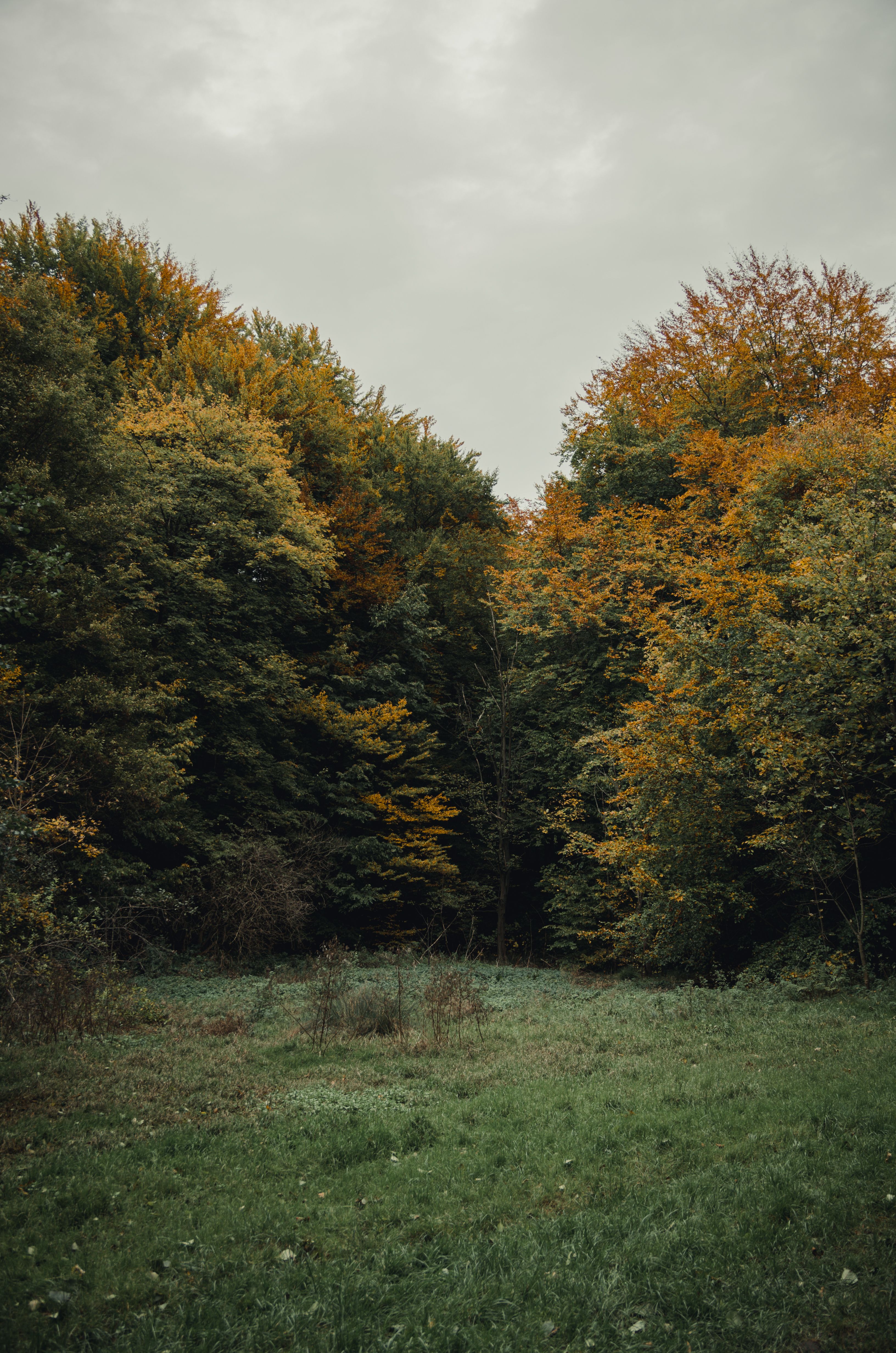 A field with trees and grass in the fall · Free Stock Photo