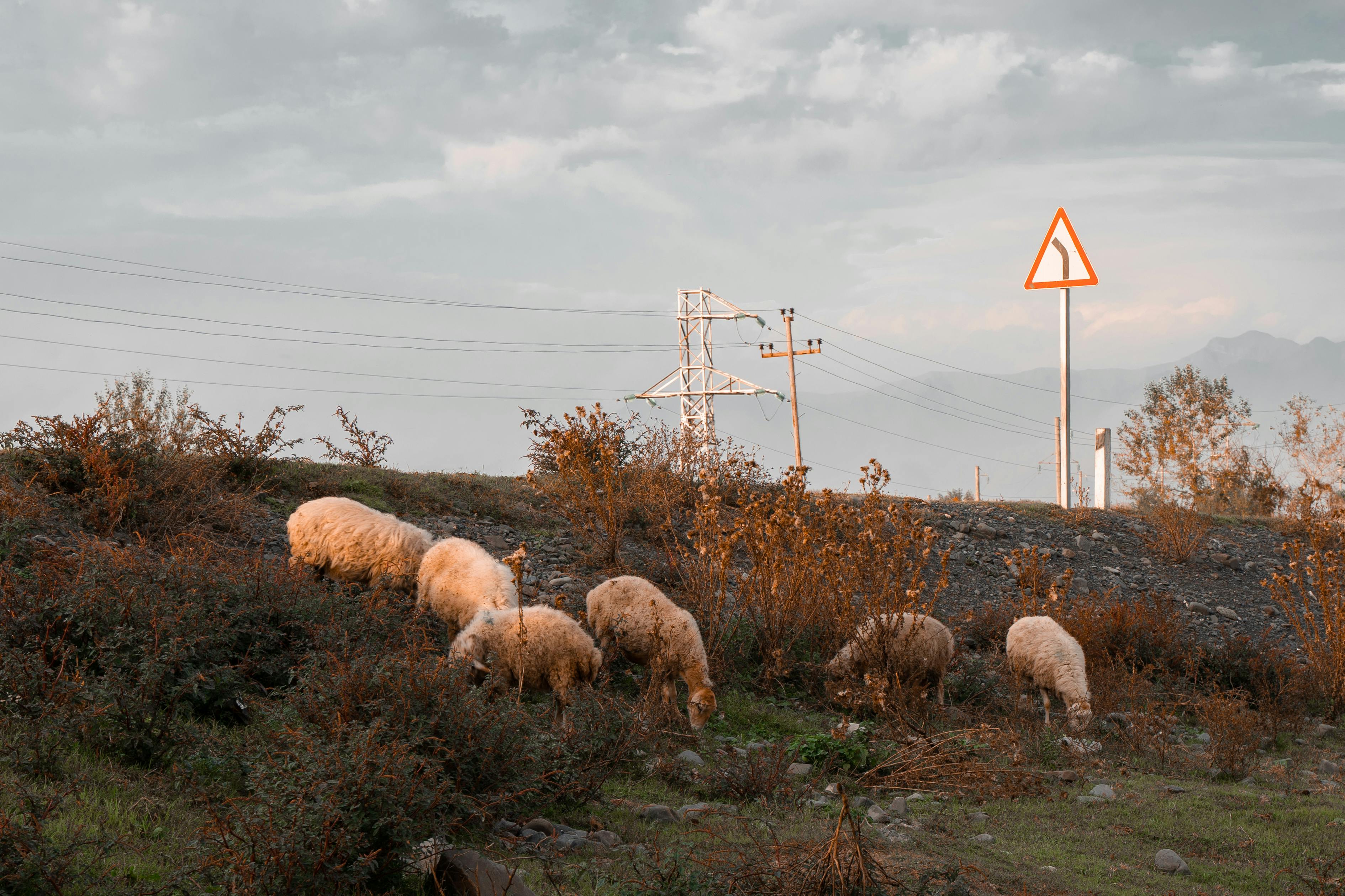 Flock of Sheep Grazing by Train Tracks · Free Stock Photo