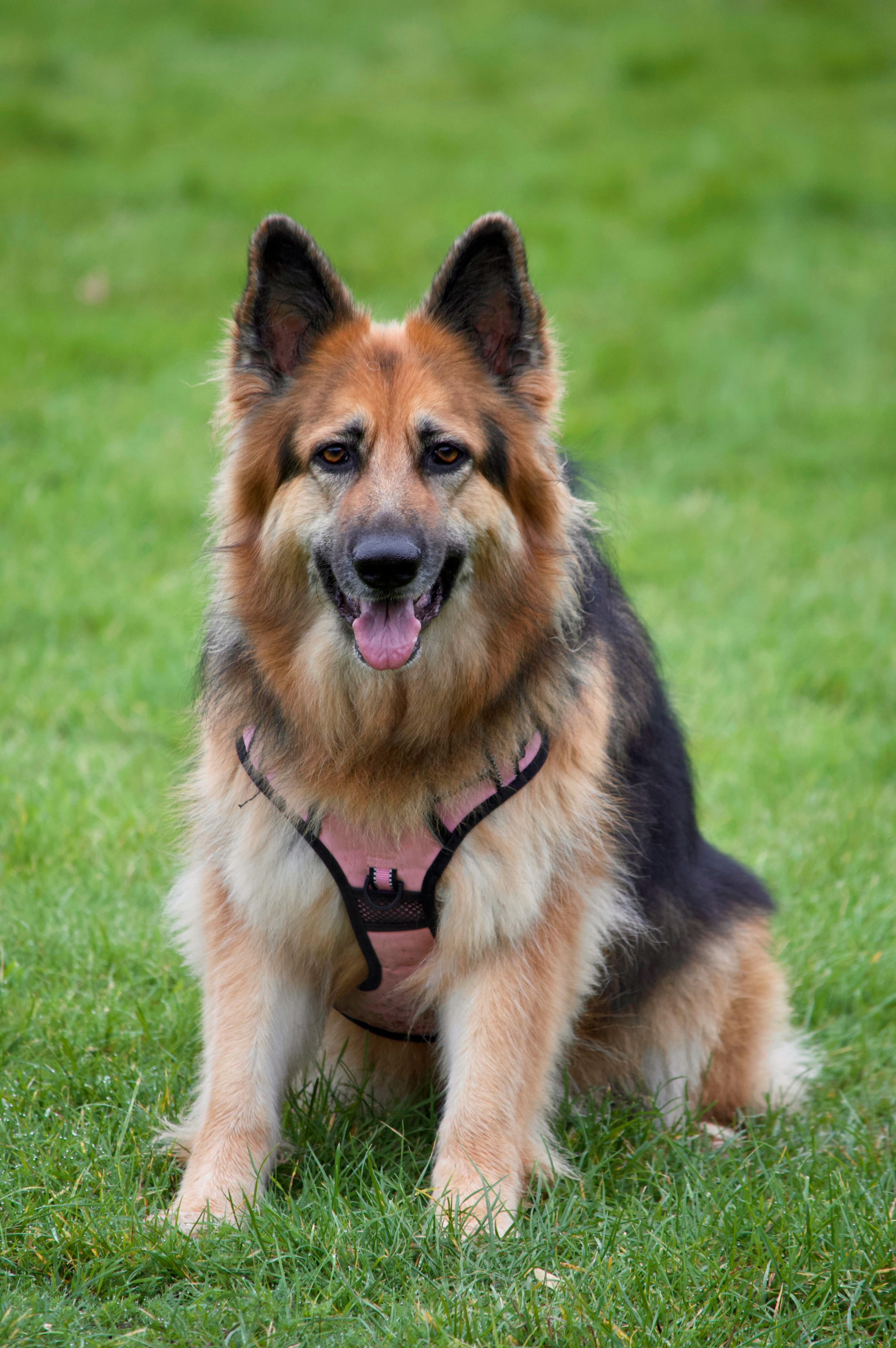 German Shepherd Photos Photos, Download The BEST Free German Shepherd ...