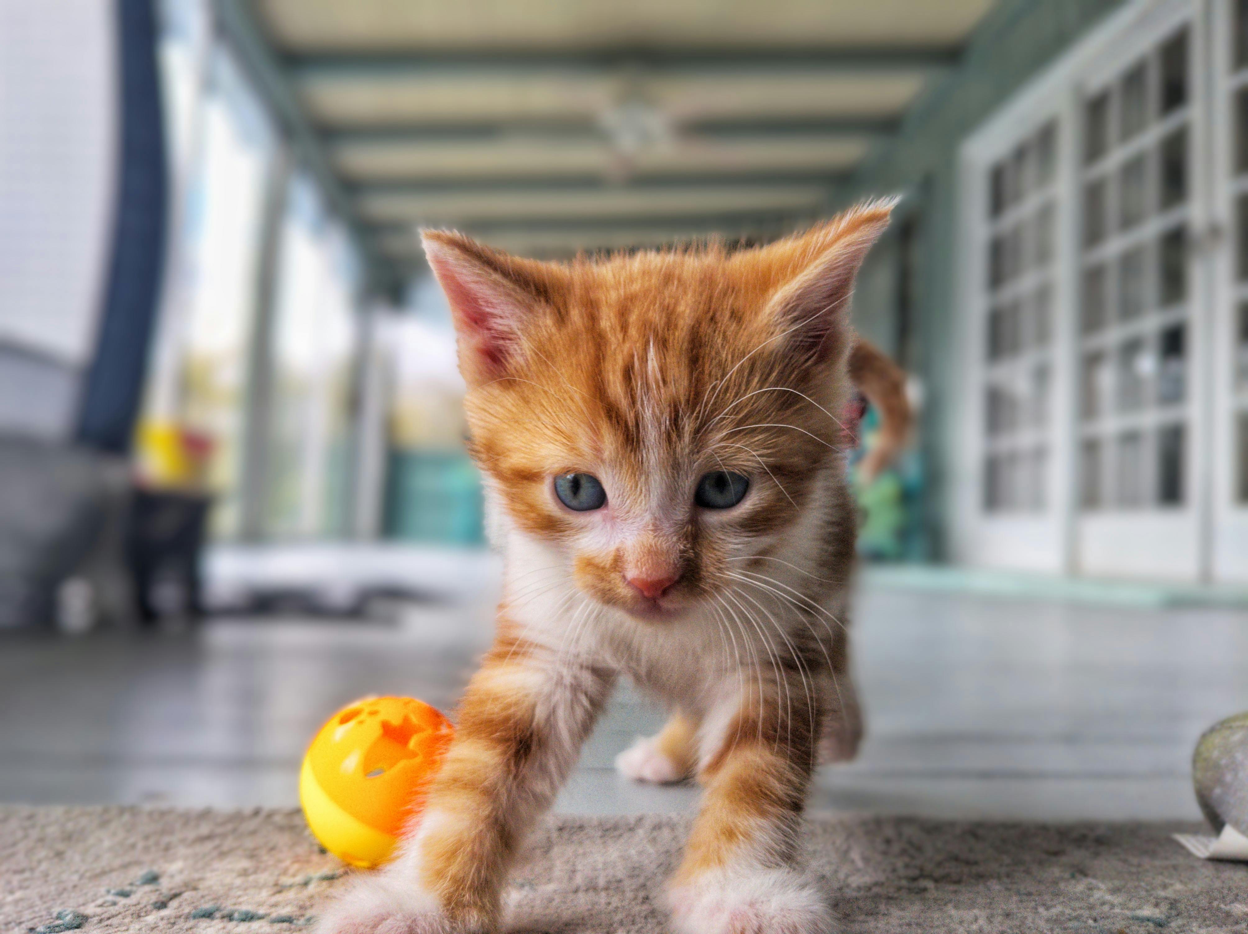 Ginger Kitten with Toy · Free Stock Photo