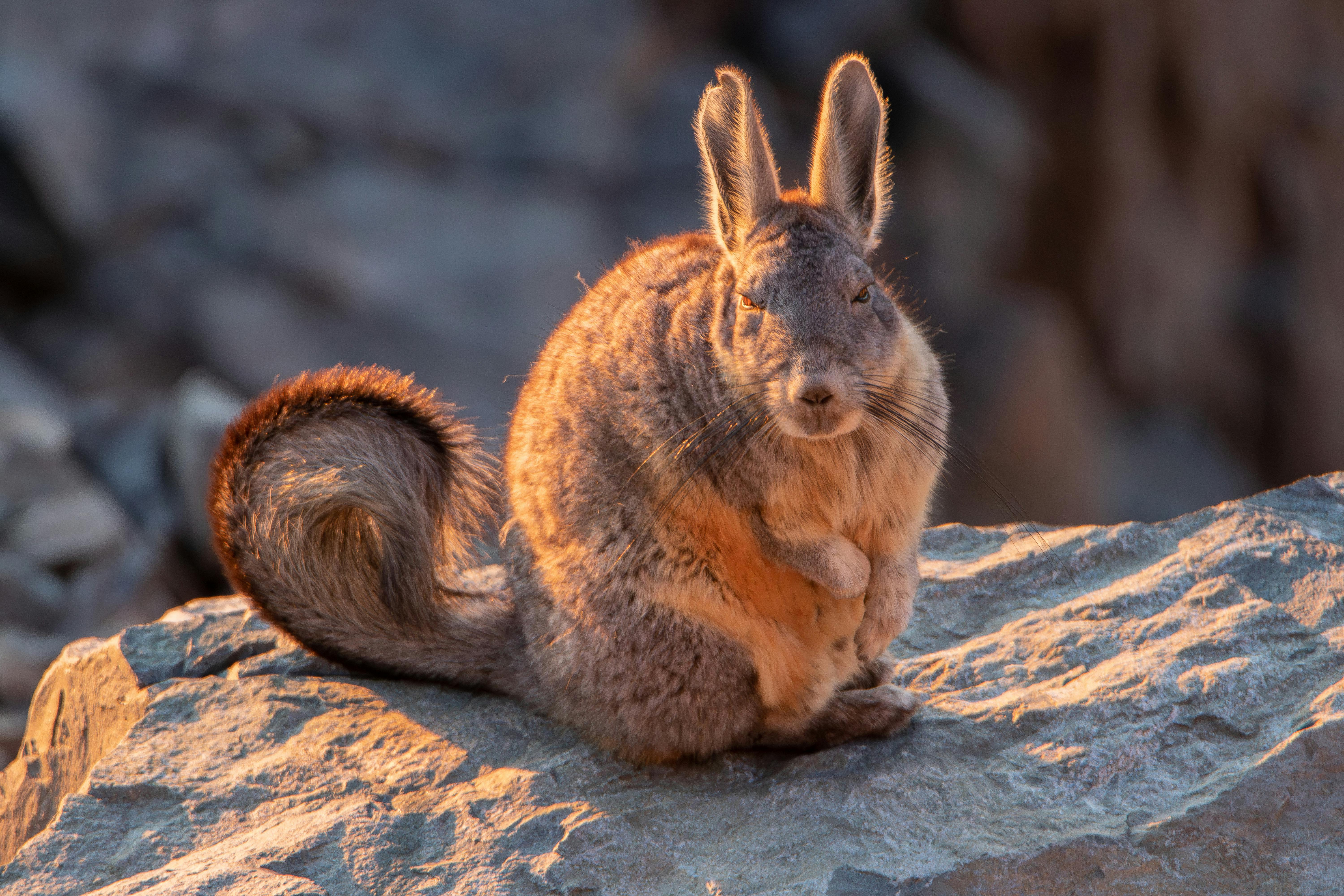 Southern Viscacha Photos, Download The BEST Free Southern Viscacha ...