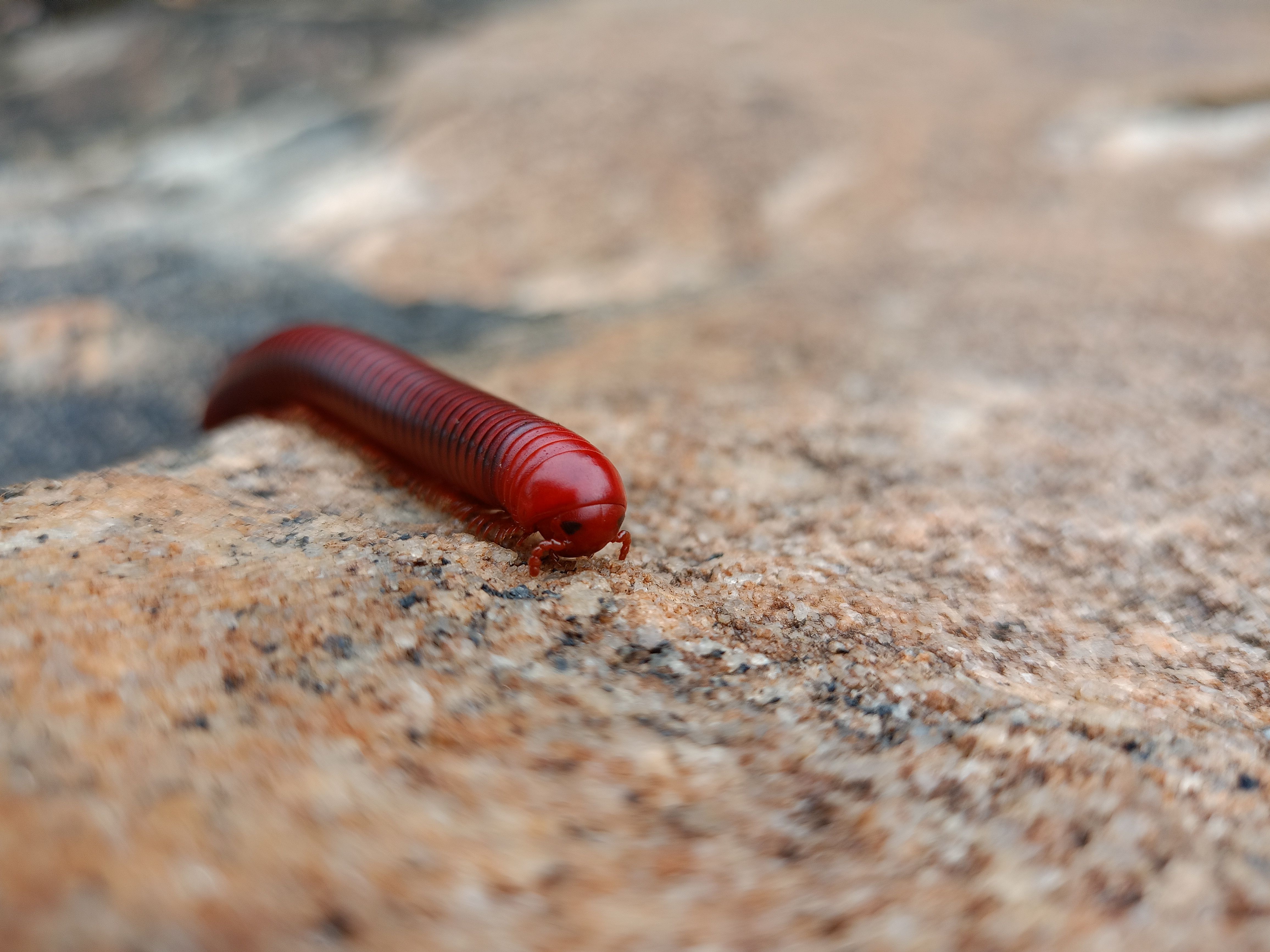 Photo gratuite de arthropode, bestioles, caillou, créature, détaillé ...