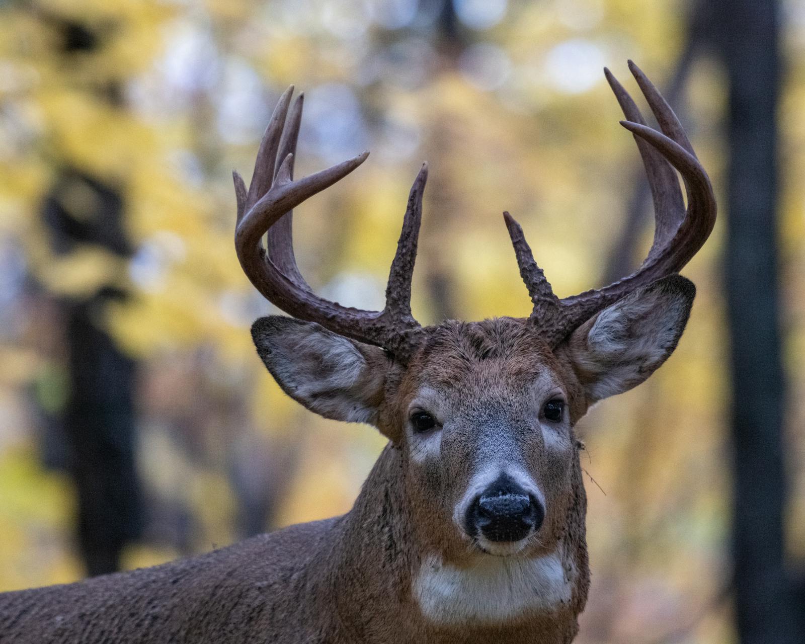 Whitetail Buck Images Photos, Download The BEST Free Whitetail Buck ...