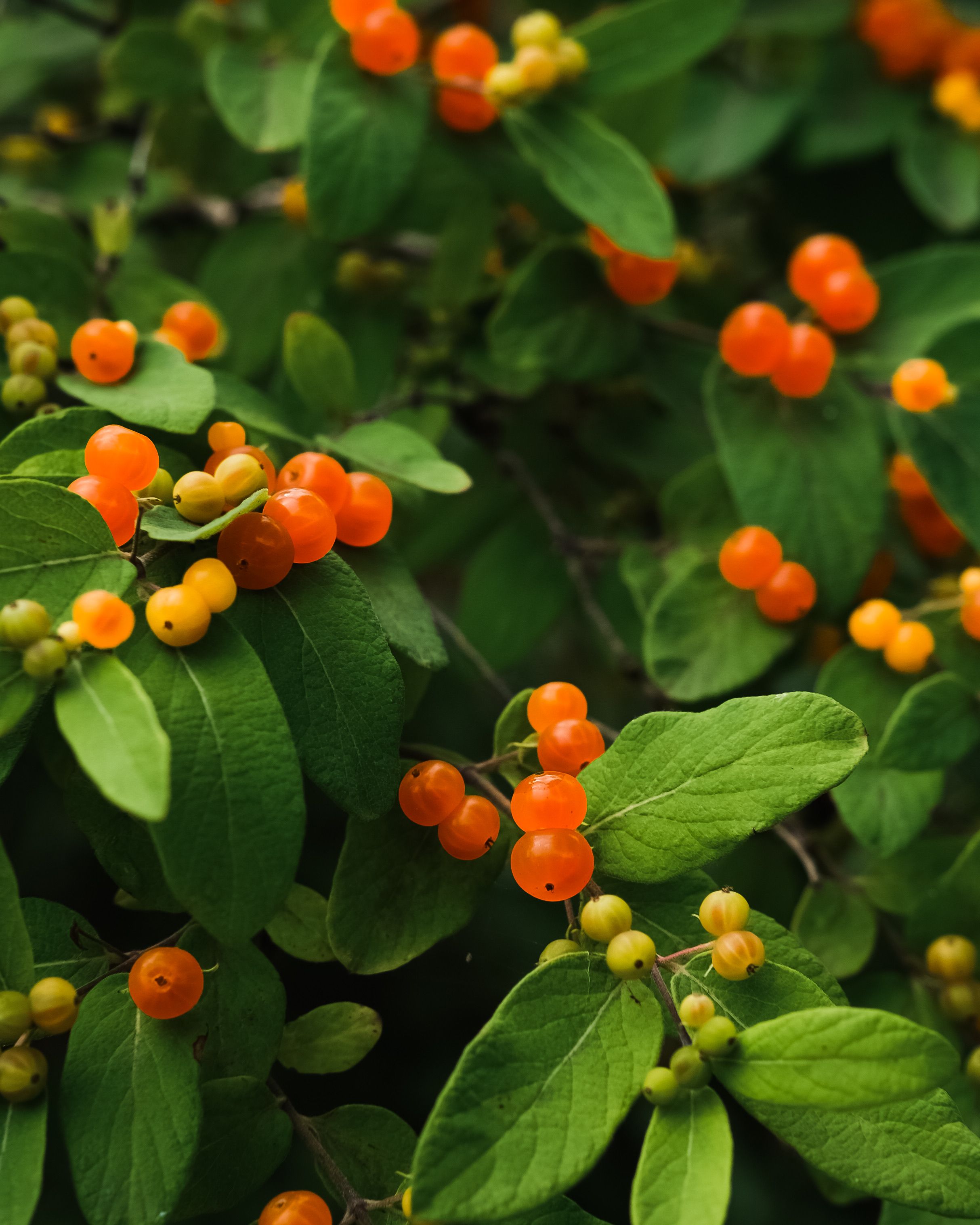 Close-Up Photo of Orange and Yellow Tatarian Honeysuckle Berries · Free ...