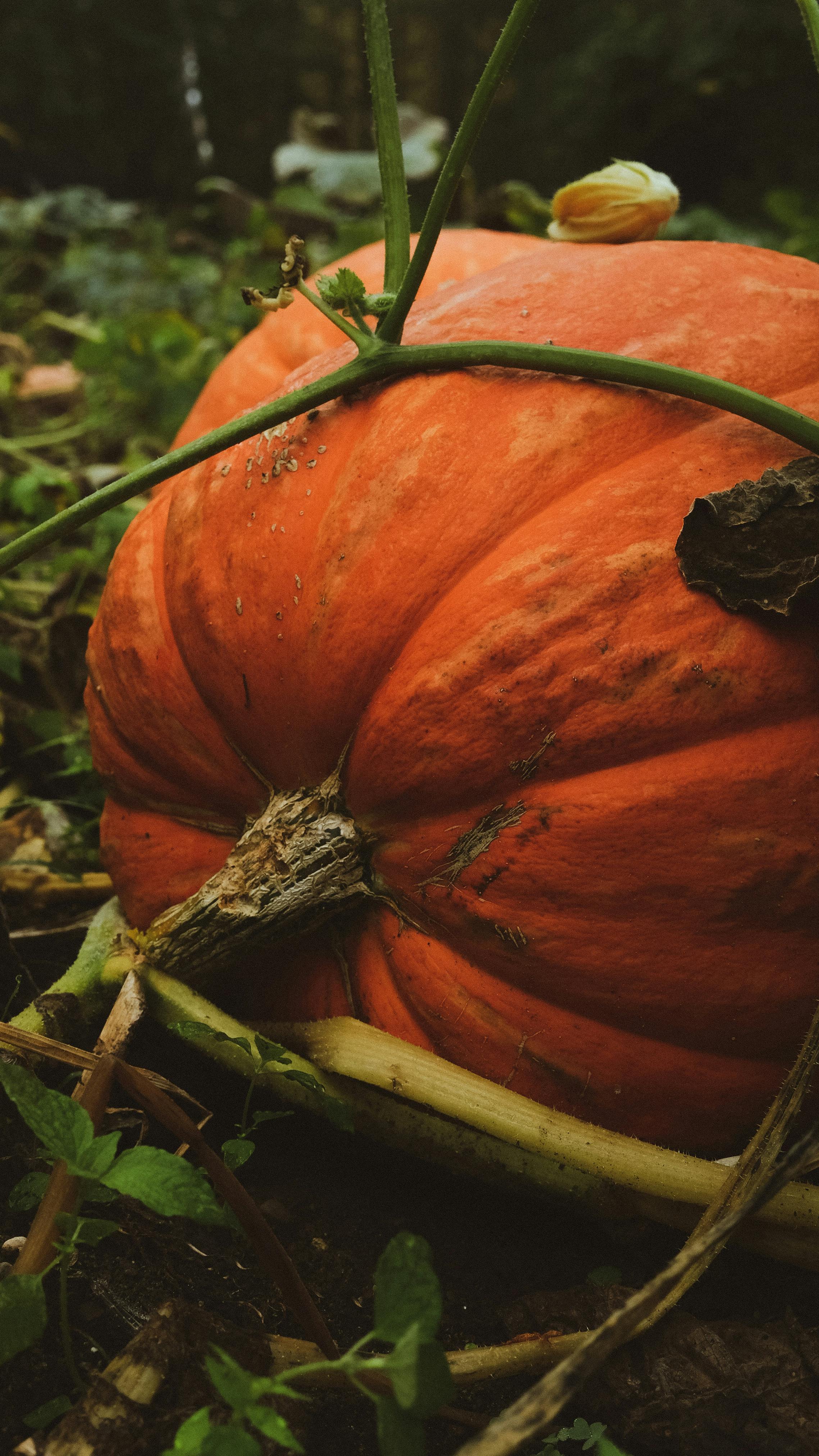 Pumpkin Excel Photos, Download The BEST Free Pumpkin Excel Stock Photos ...