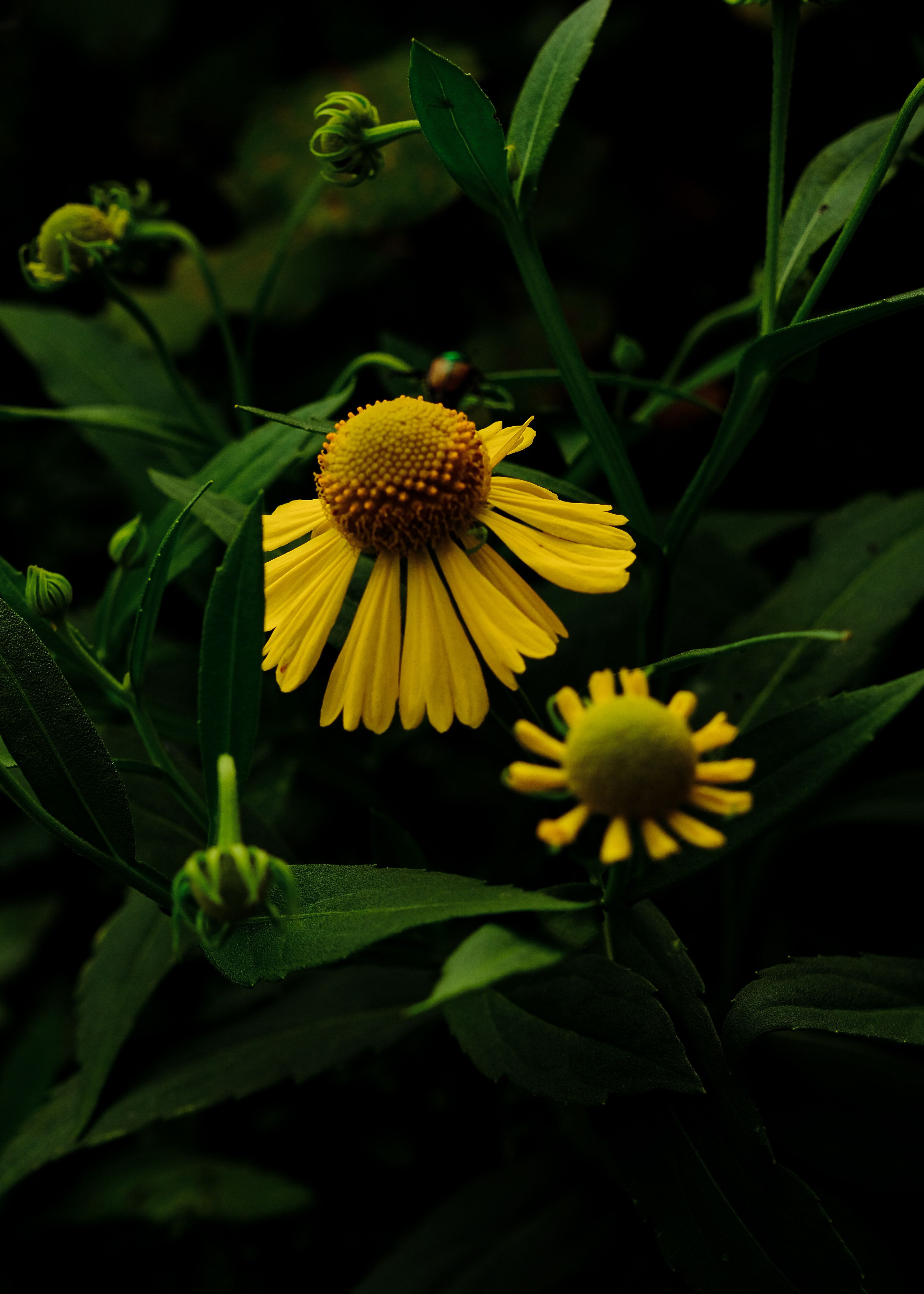 Cambrian Plant Photos, Download The BEST Free Cambrian Plant Stock ...
