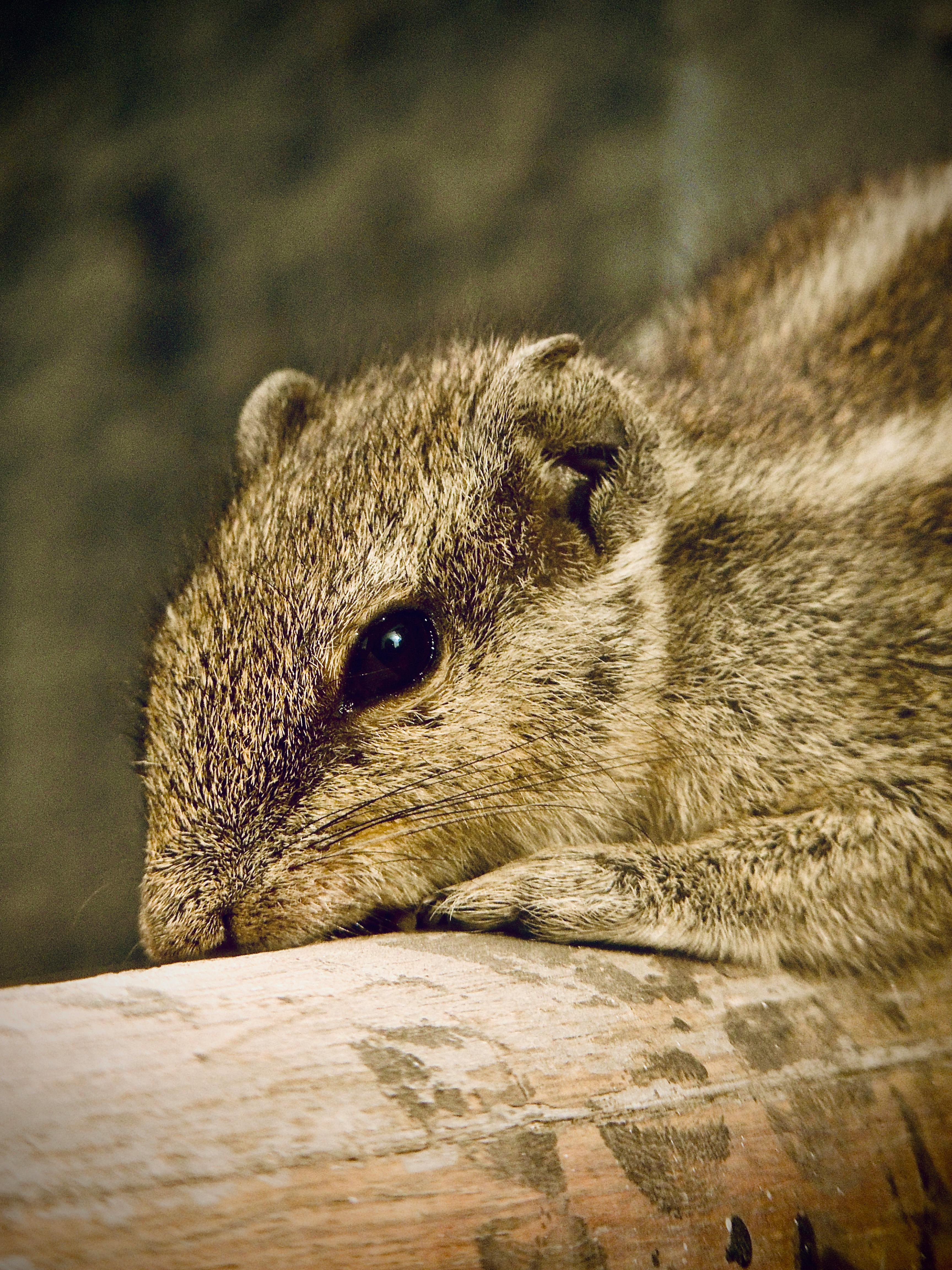 Gang Tree Photos, Download The BEST Free Gang Tree Stock Photos & HD Images