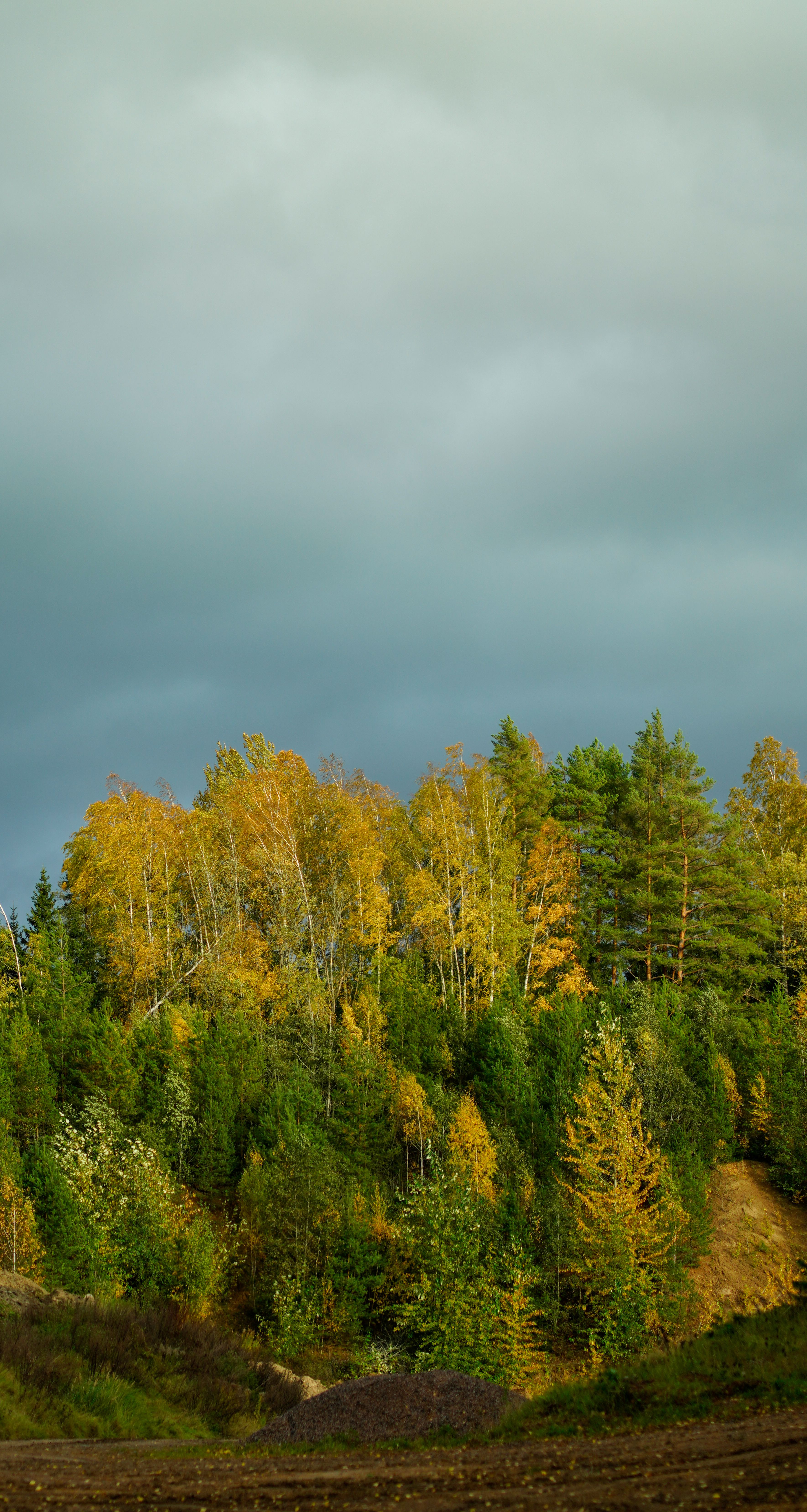Wood Picker Photos, Download The BEST Free Wood Picker Stock Photos ...