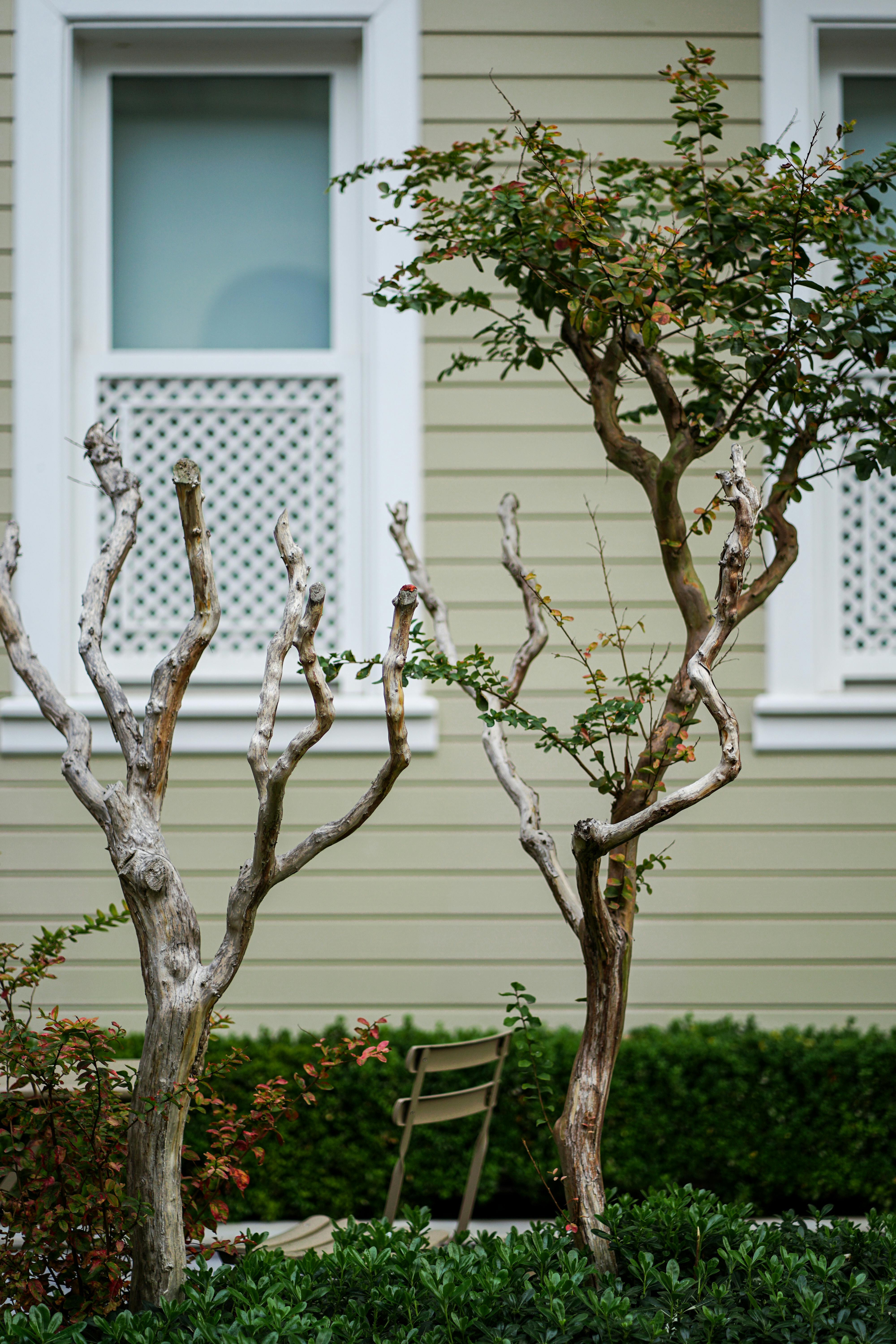 Trees in Yard · Free Stock Photo