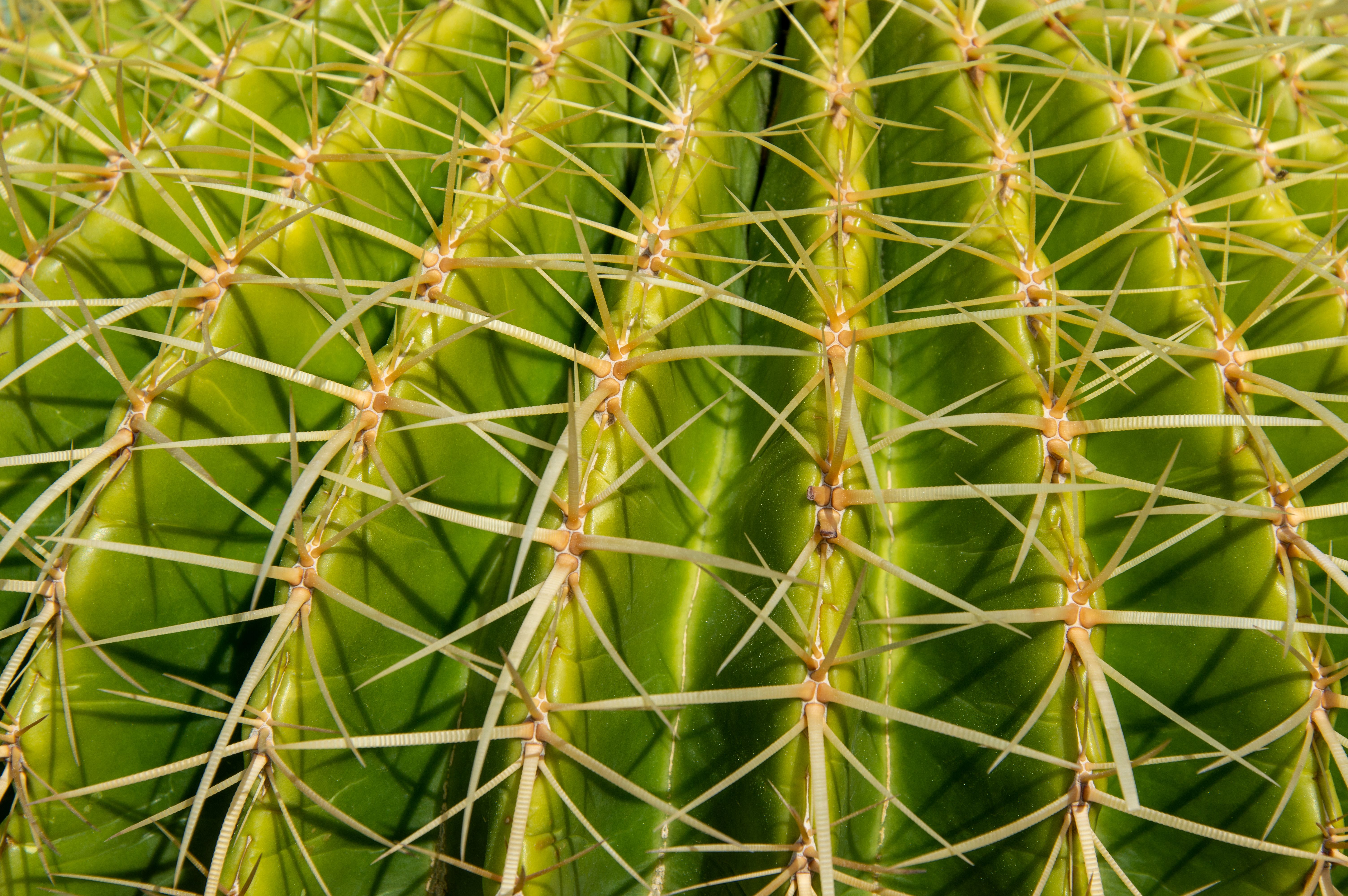 Close-up of a Cactus · Free Stock Photo