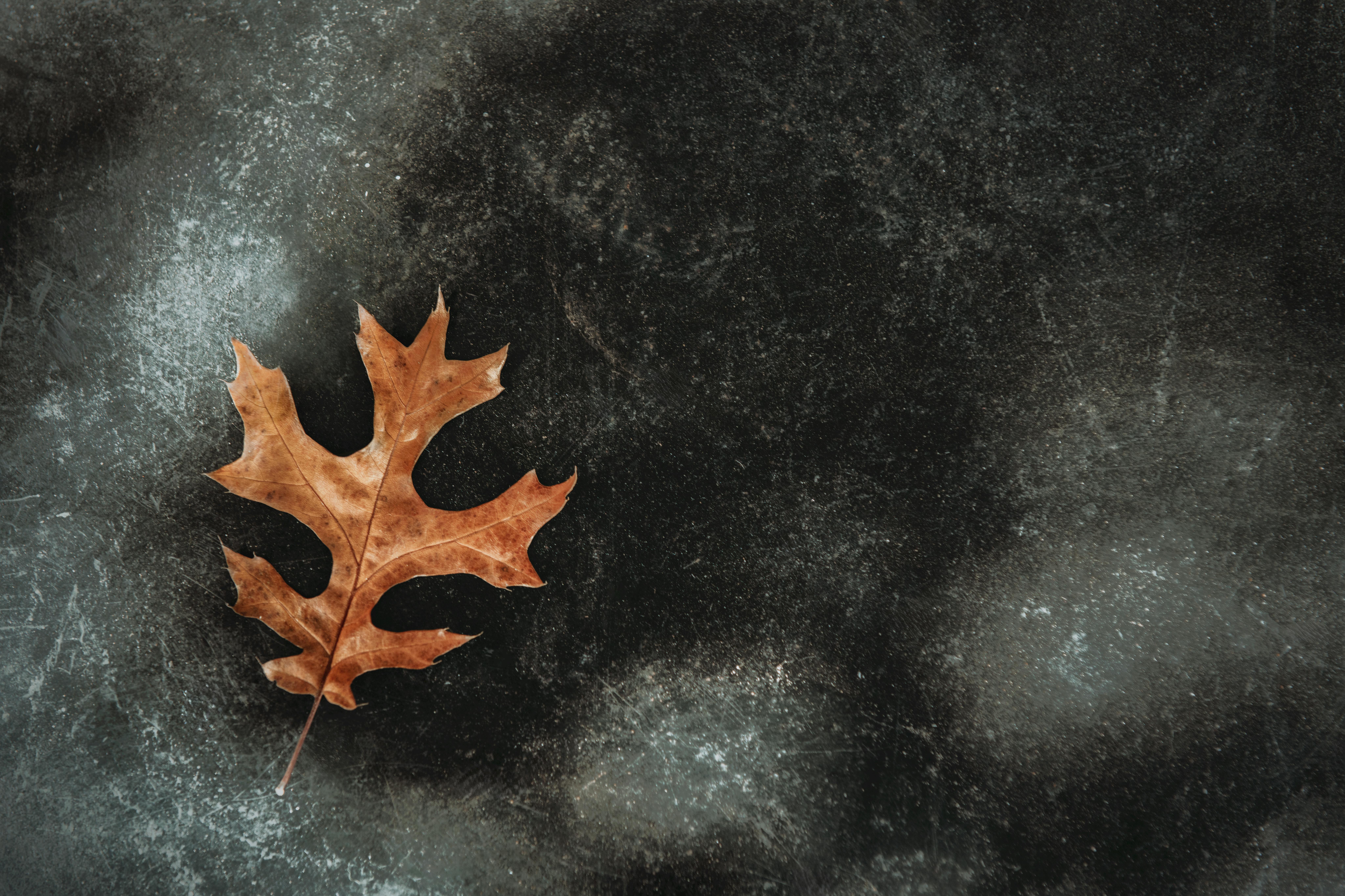 Fall Leaf · Free Stock Photo
