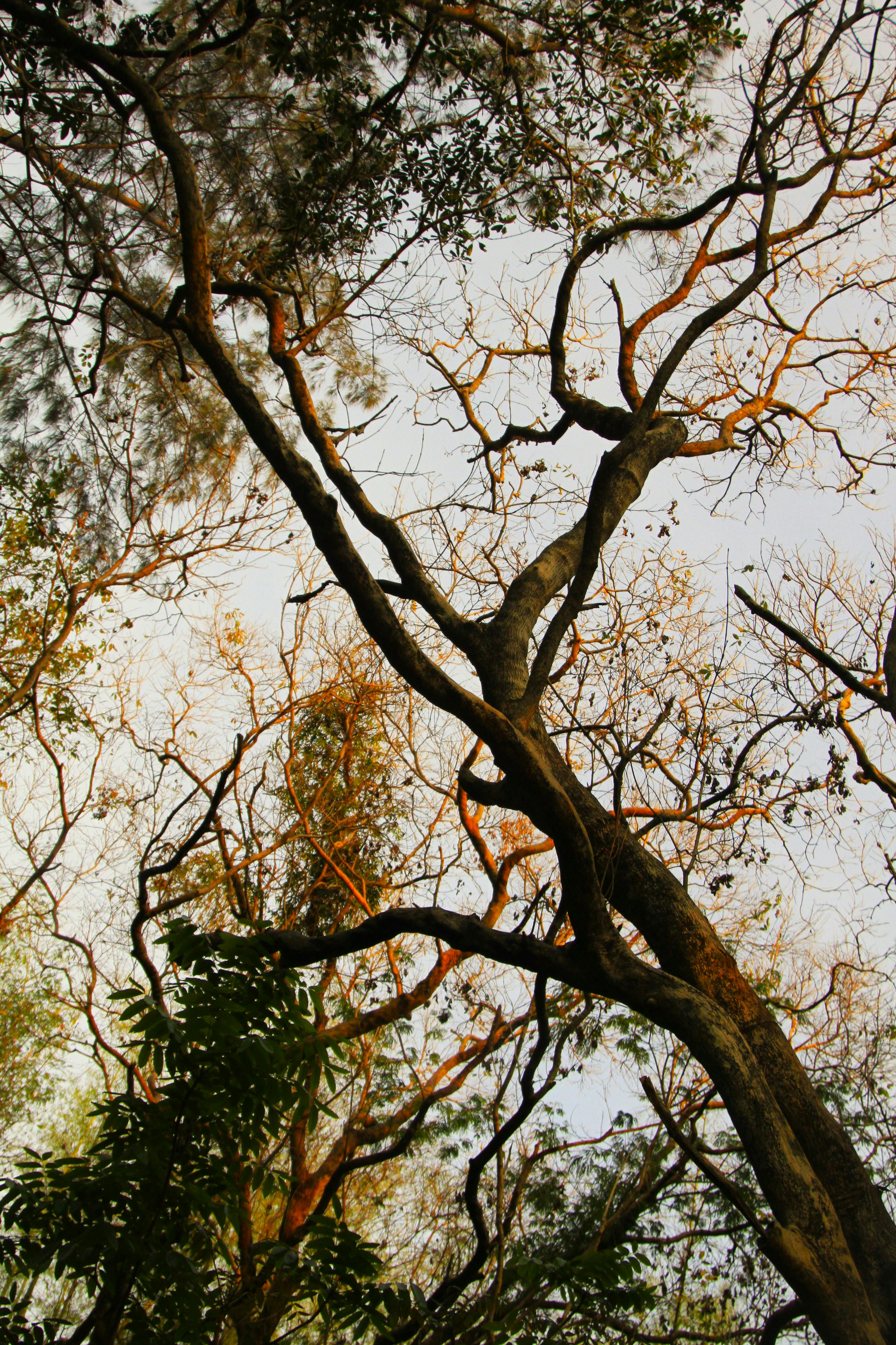 Agoo Philippines Photos, Download The BEST Free Agoo Philippines Stock ...