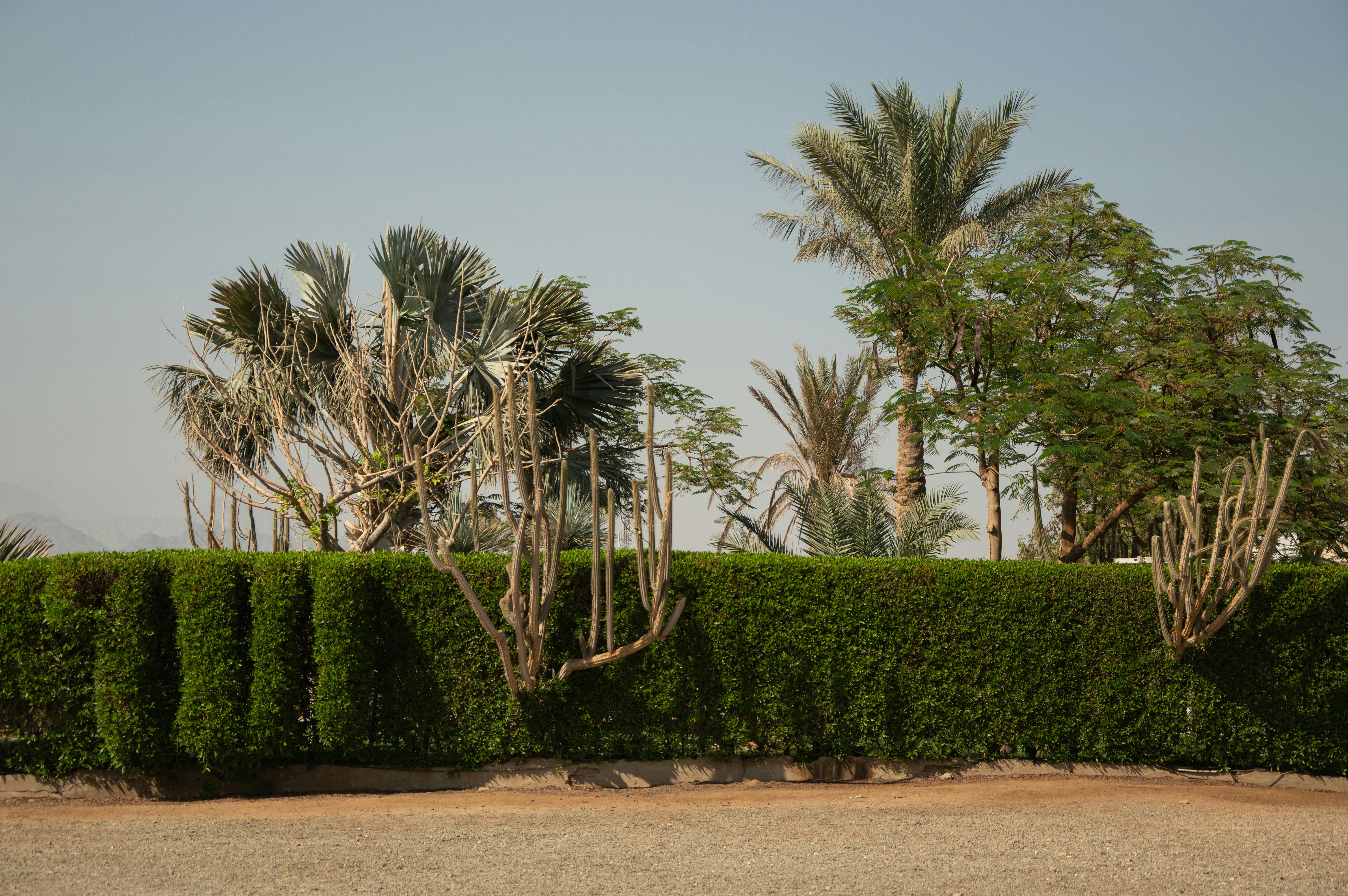 Tropical Park with a Hedge and Palm Trees · Free Stock Photo