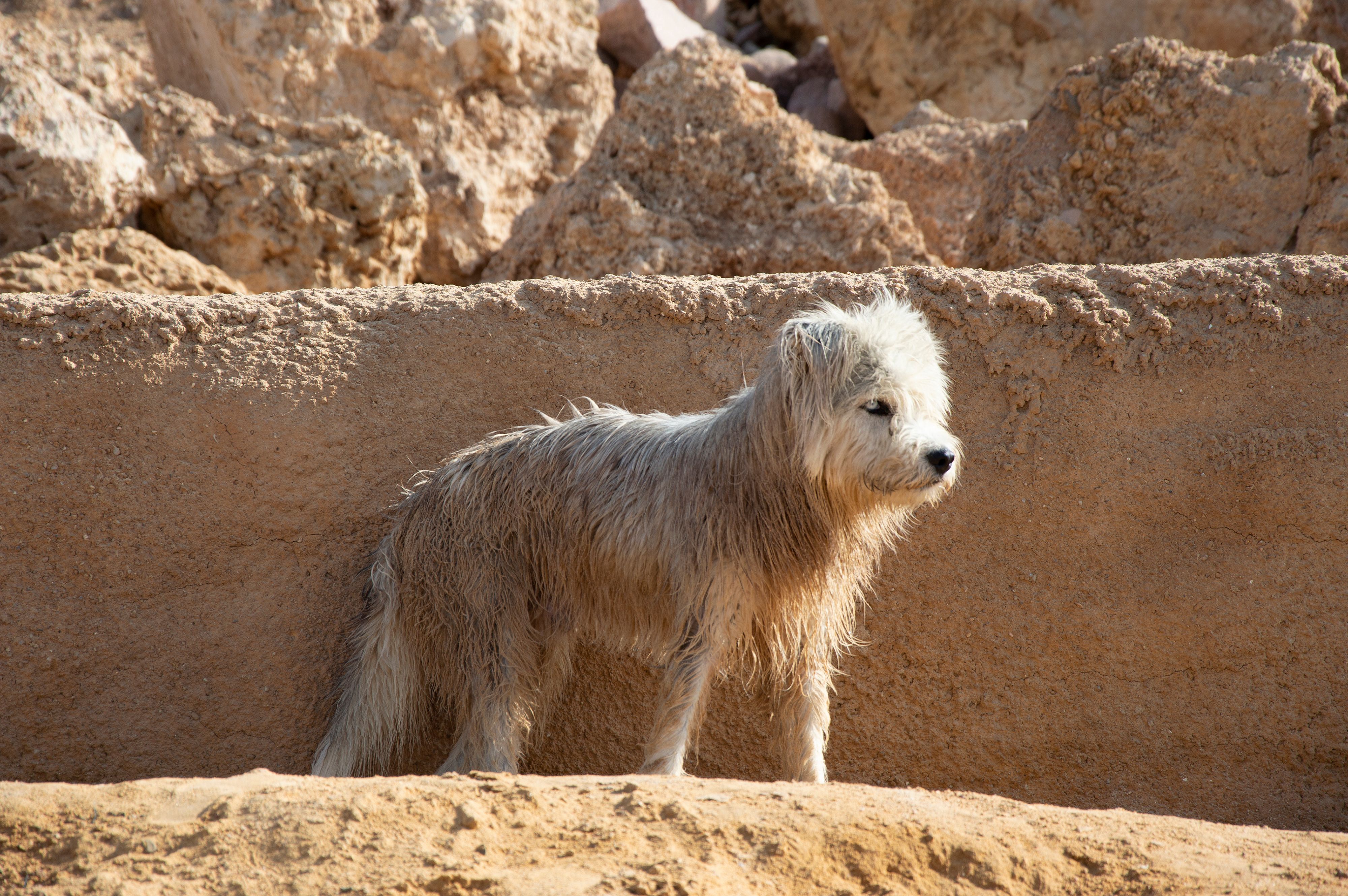 Dog Desert Photos, Download The BEST Free Dog Desert Stock Photos & HD ...
