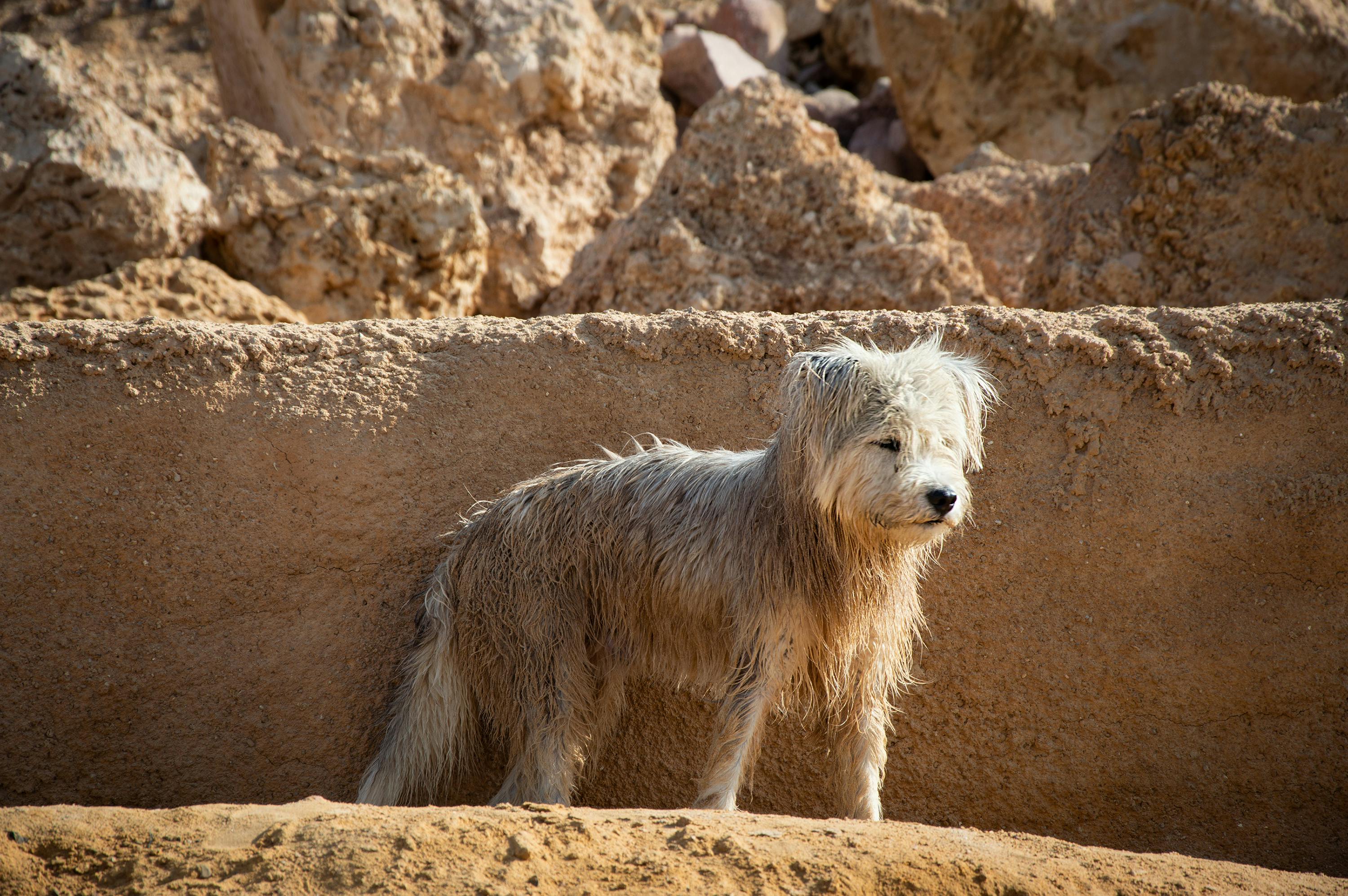 Dog Texture Photos, Download The BEST Free Dog Texture Stock Photos ...