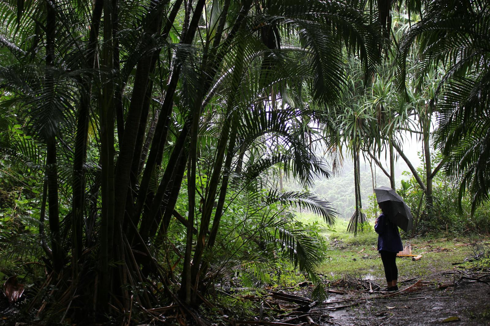 Tropical Rainforest Rain Photos, Download The BEST Free Tropical ...