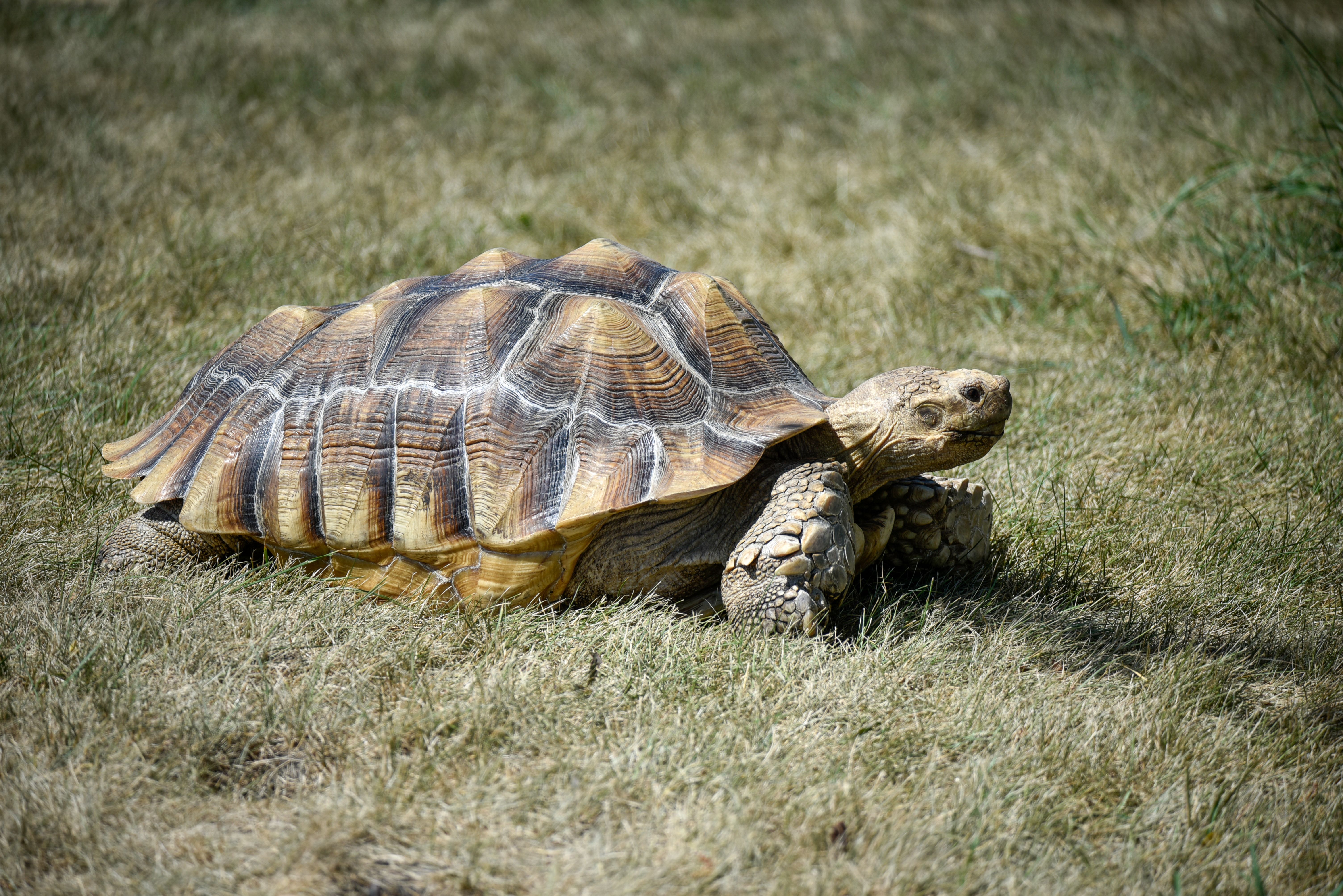 Turtle on Grass · Free Stock Photo