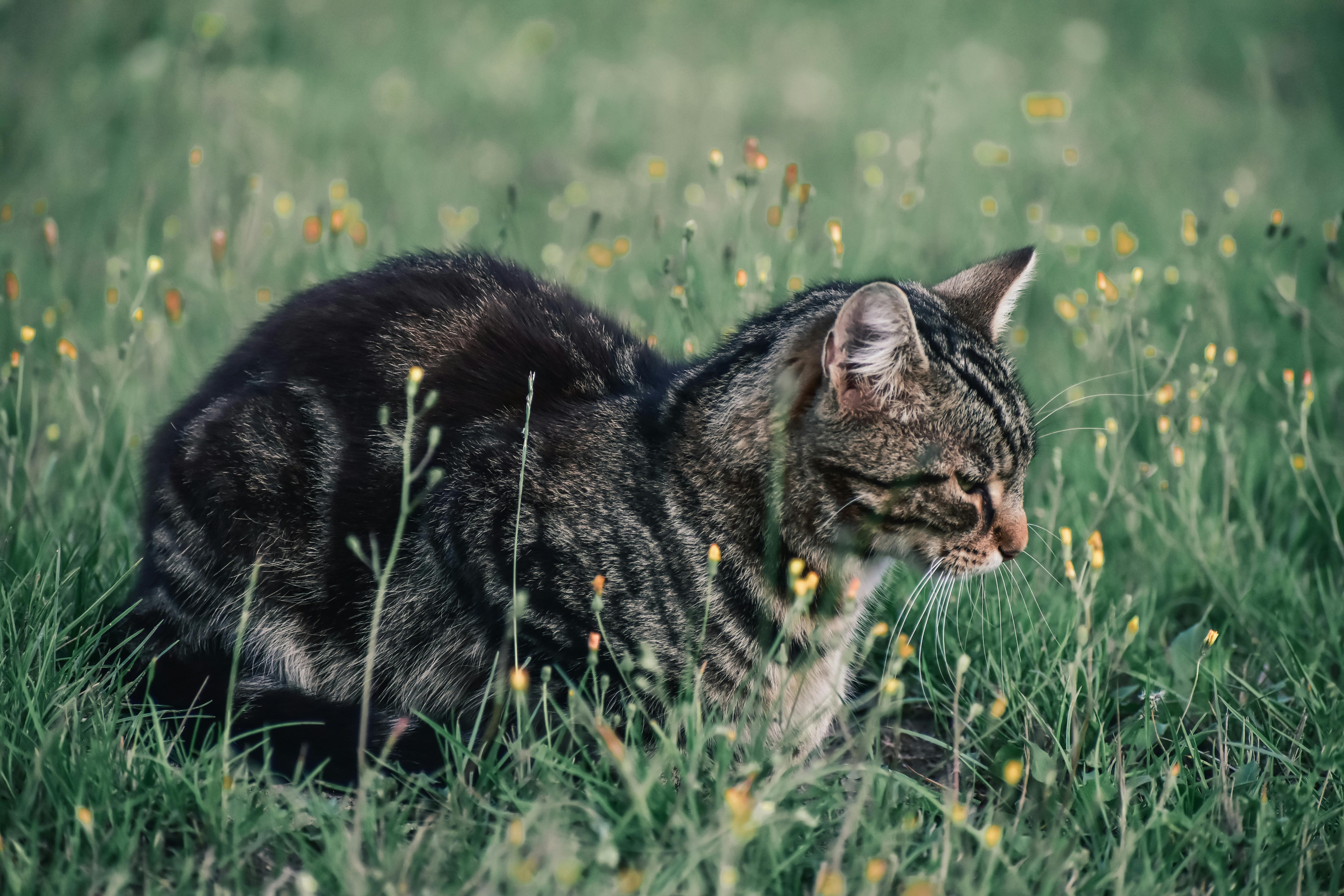 Cat on Ground · Free Stock Photo