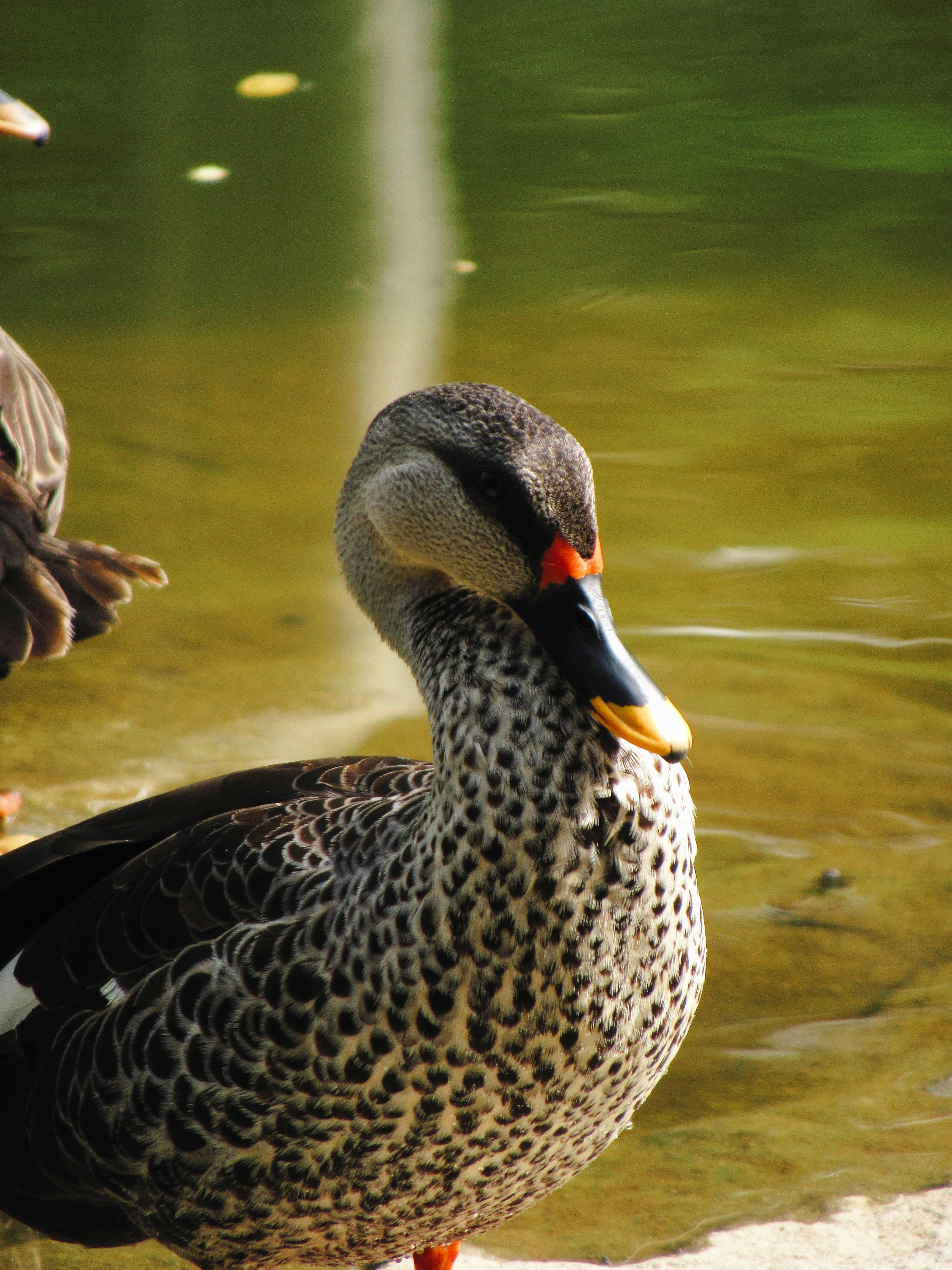 Close up of Duck · Free Stock Photo