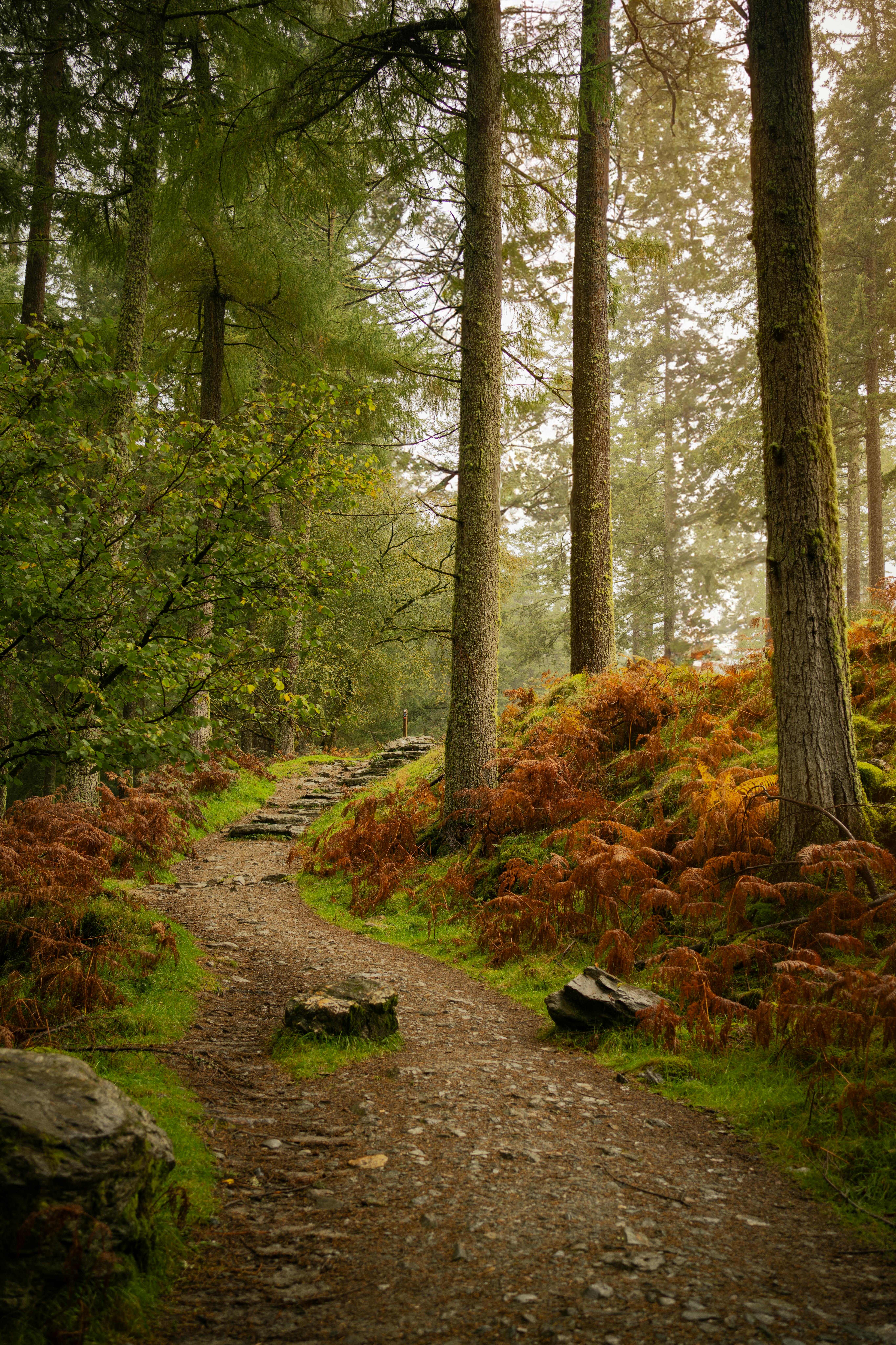 Footpath in Forest · Free Stock Photo