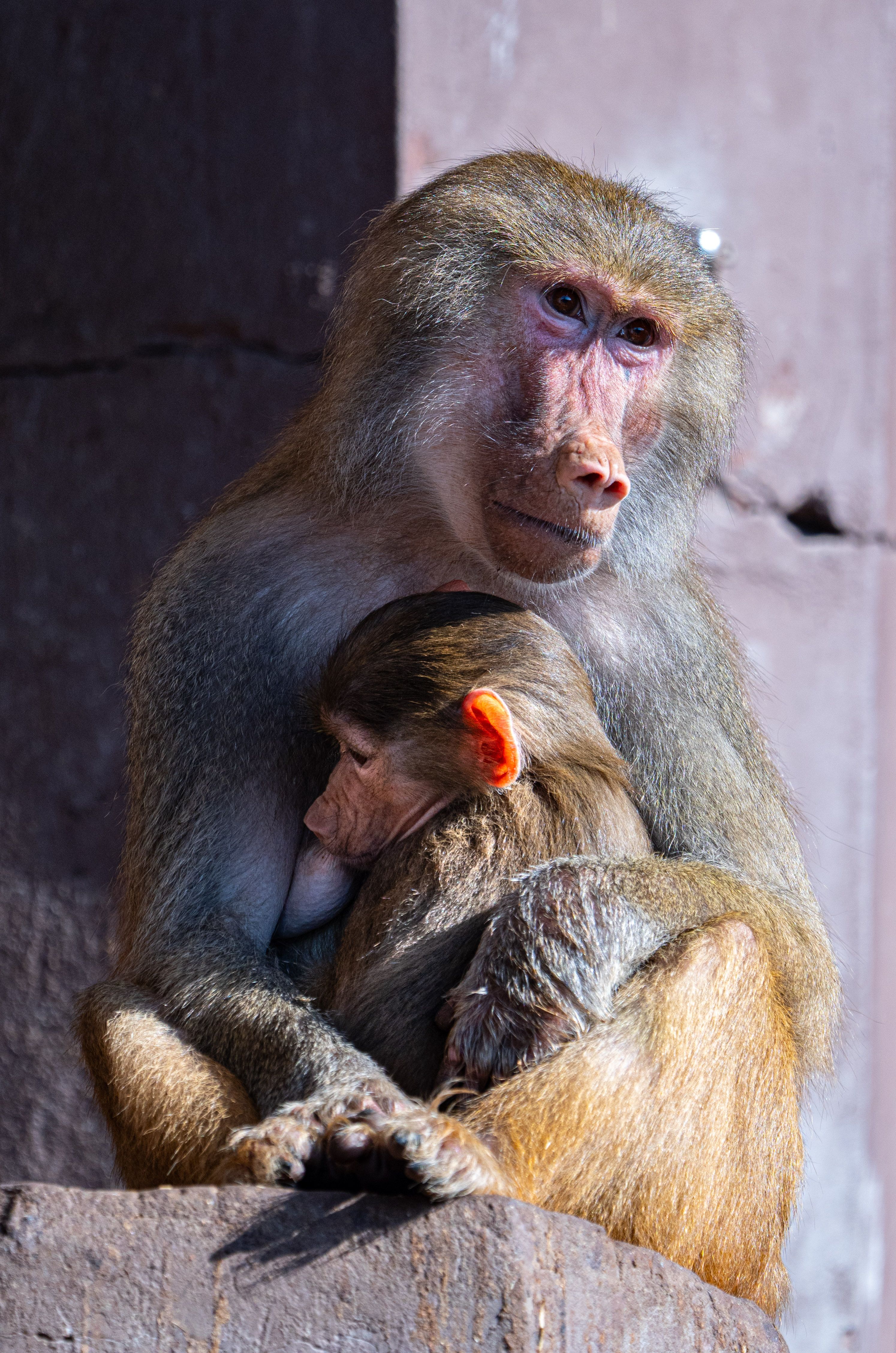 Monkeys In Mexico Photos, Download The BEST Free Monkeys In Mexico ...