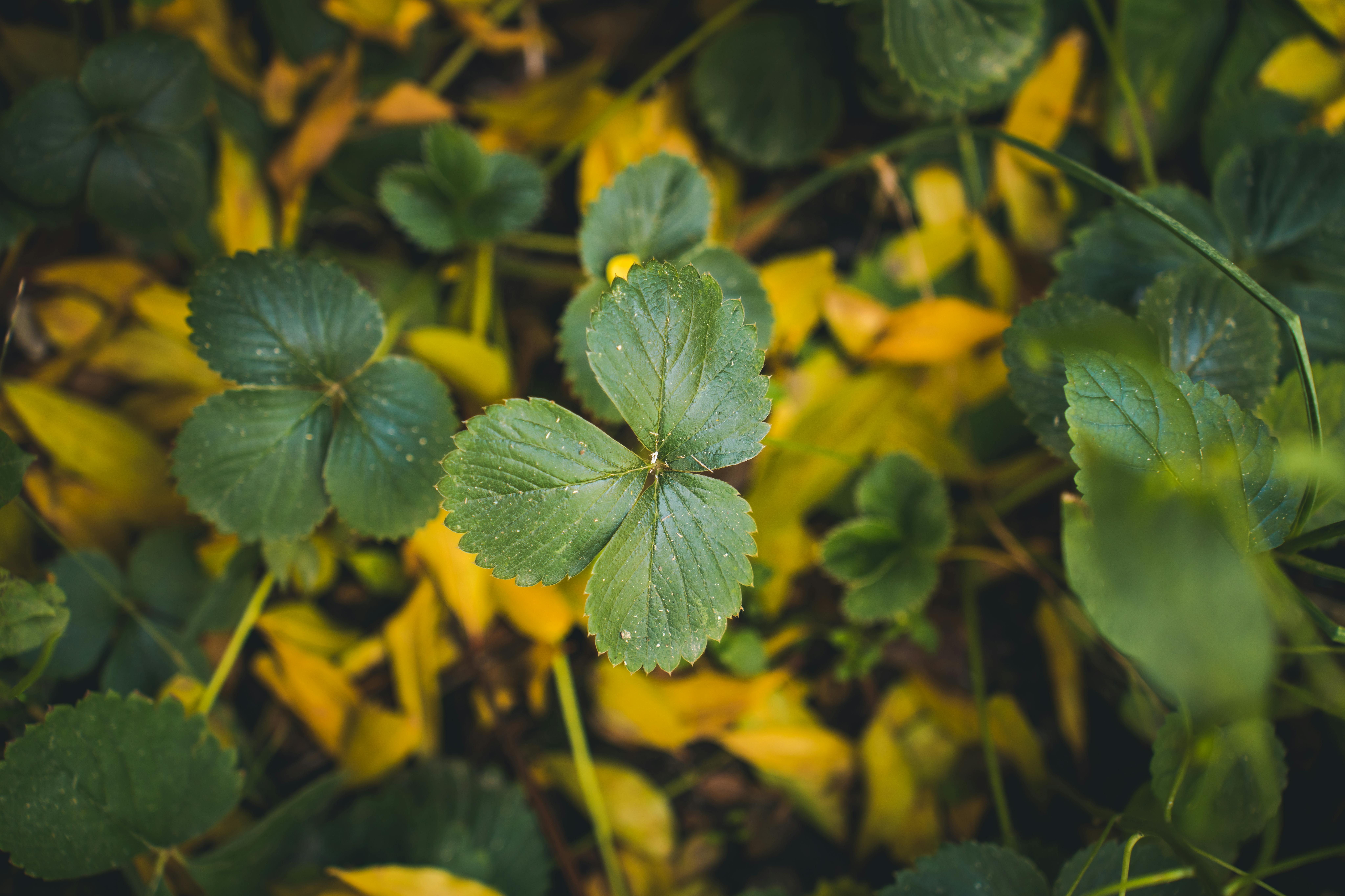 Goldthread Plant in Autumn · Free Stock Photo