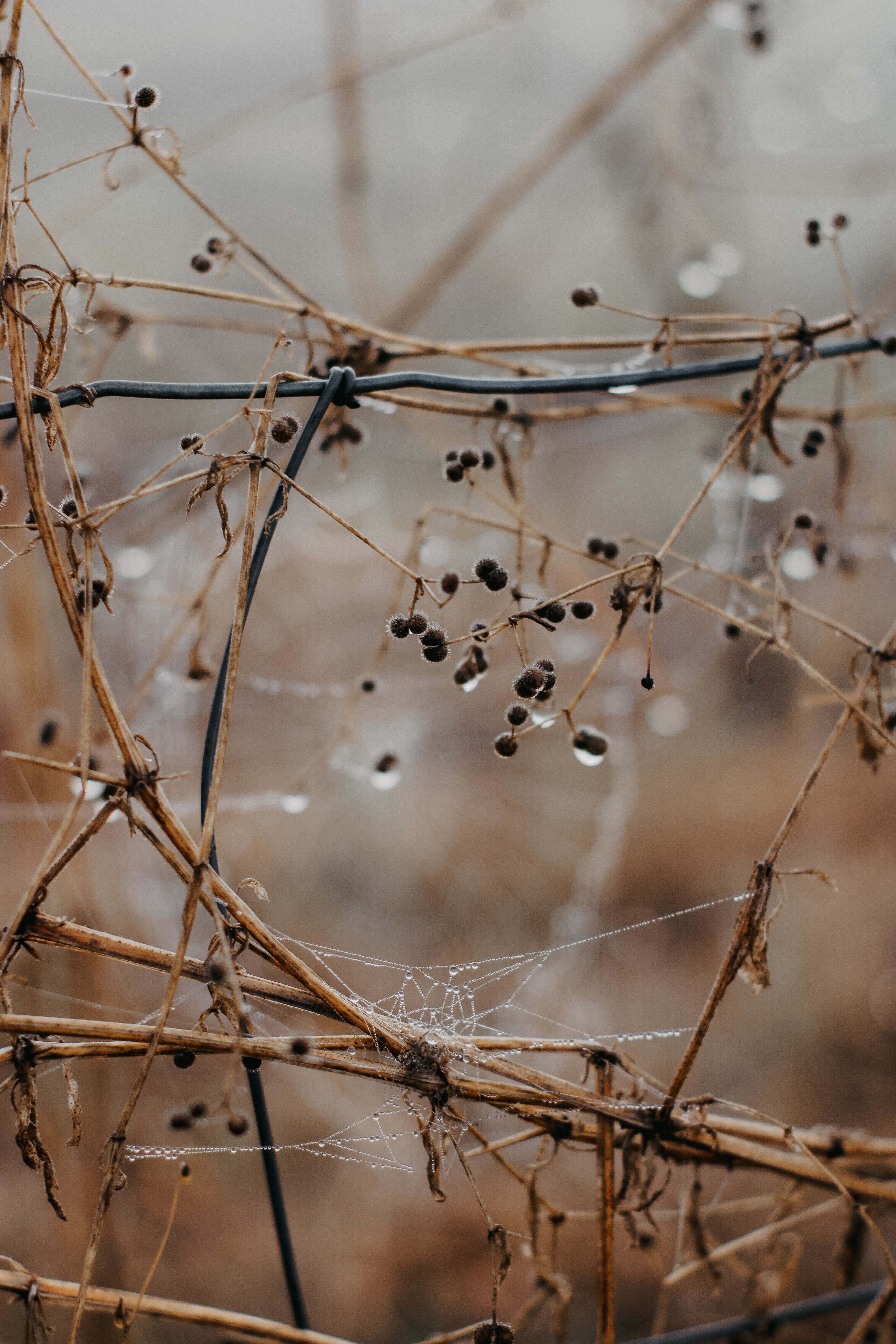 Dried Vines on a Mesh Fence Wet From Autumn Rain and Covered with ...