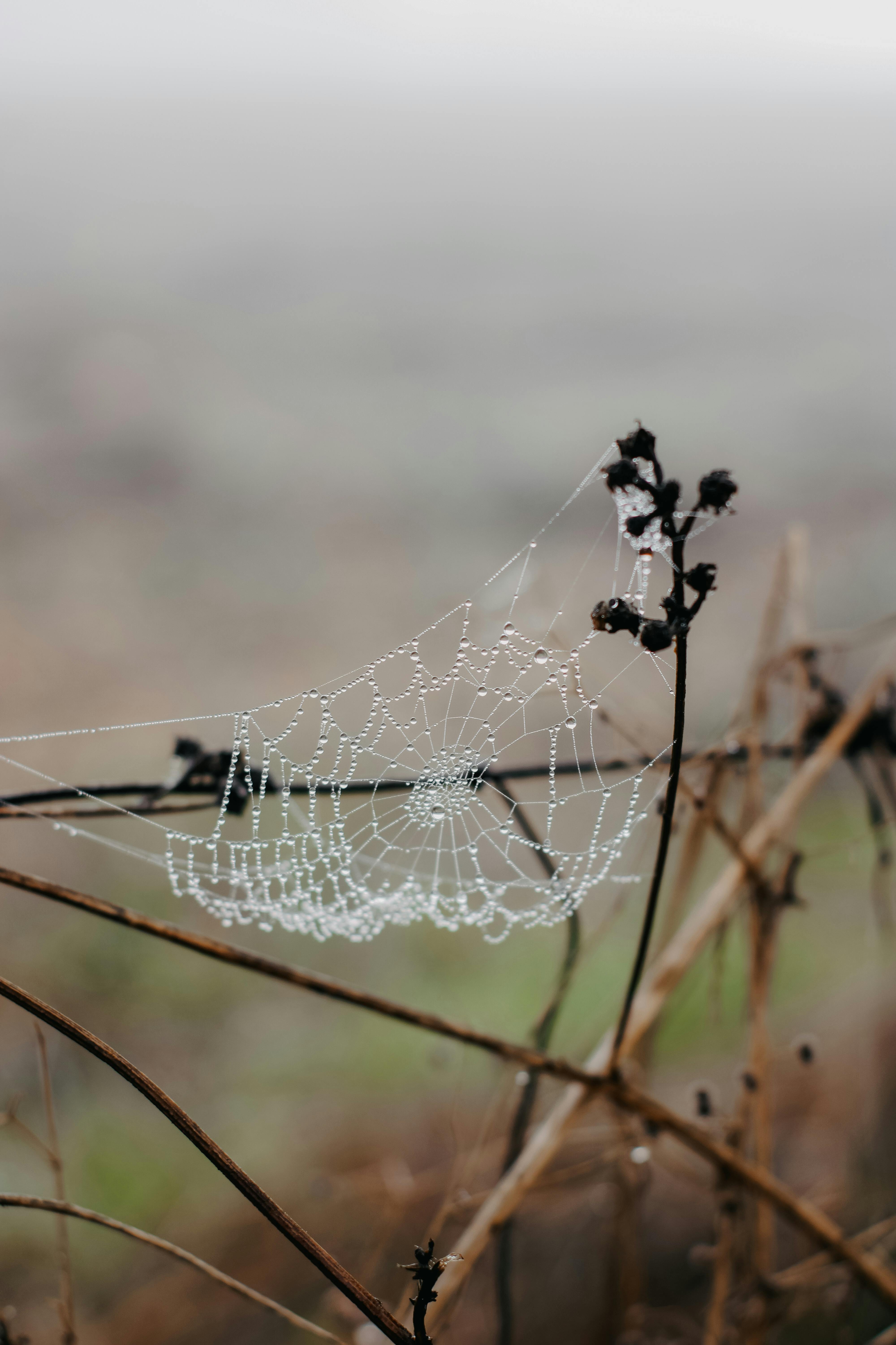 Raindrops on Spiderweb · Free Stock Photo