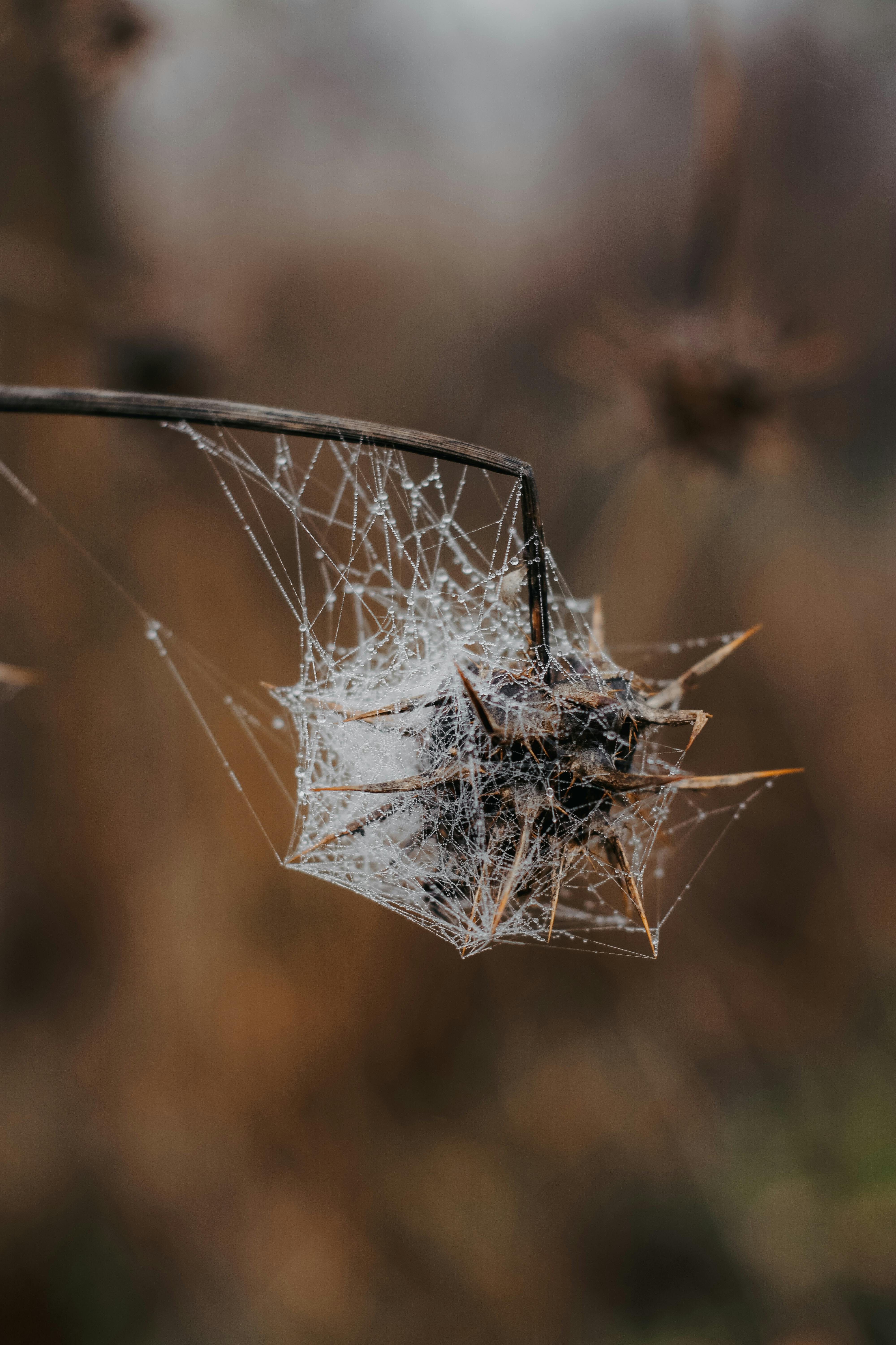 Spider Web With Water Droplets · Free Stock Photo