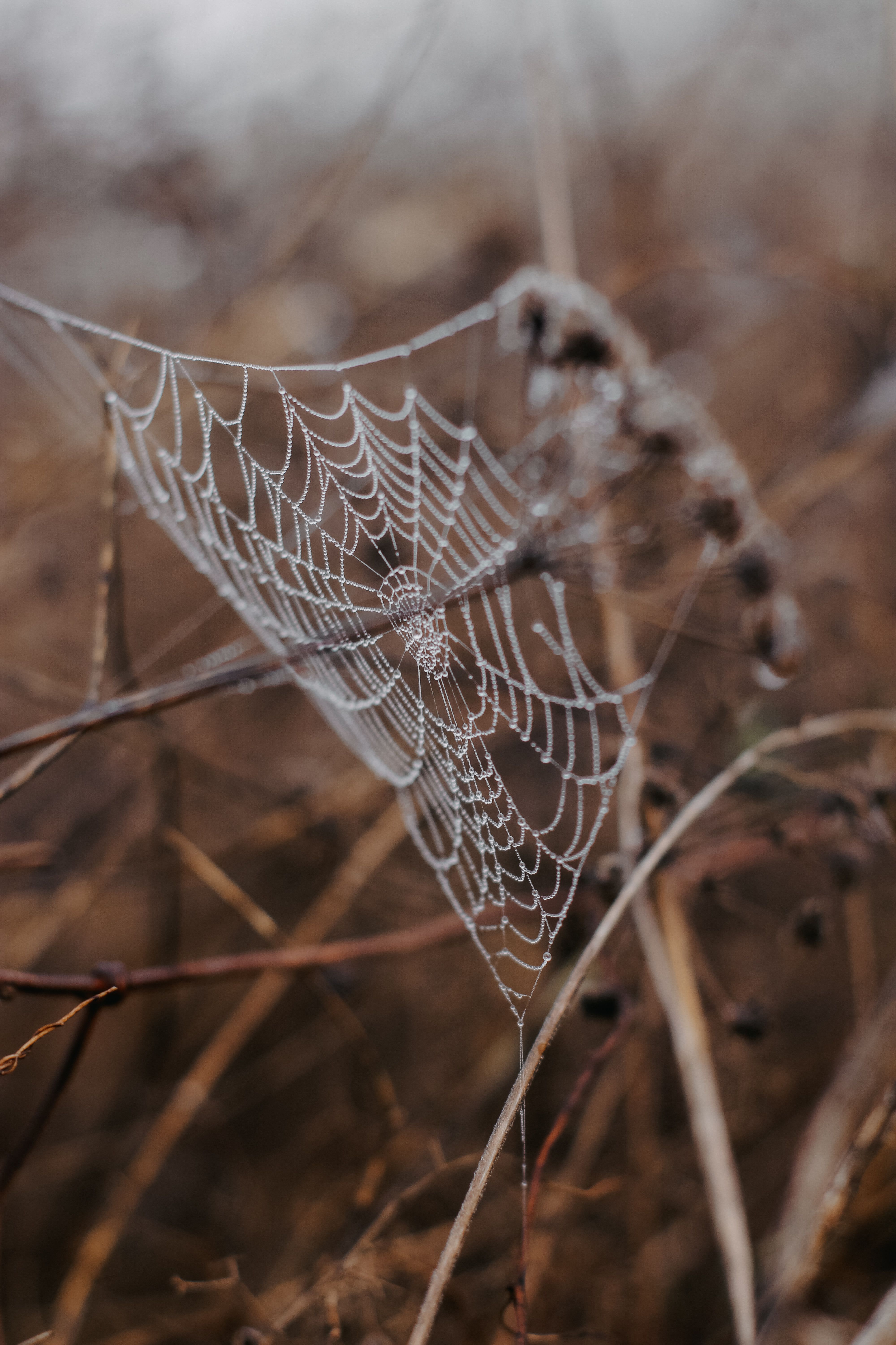 Spiderweb in the Meadow Wet from Rain · Free Stock Photo
