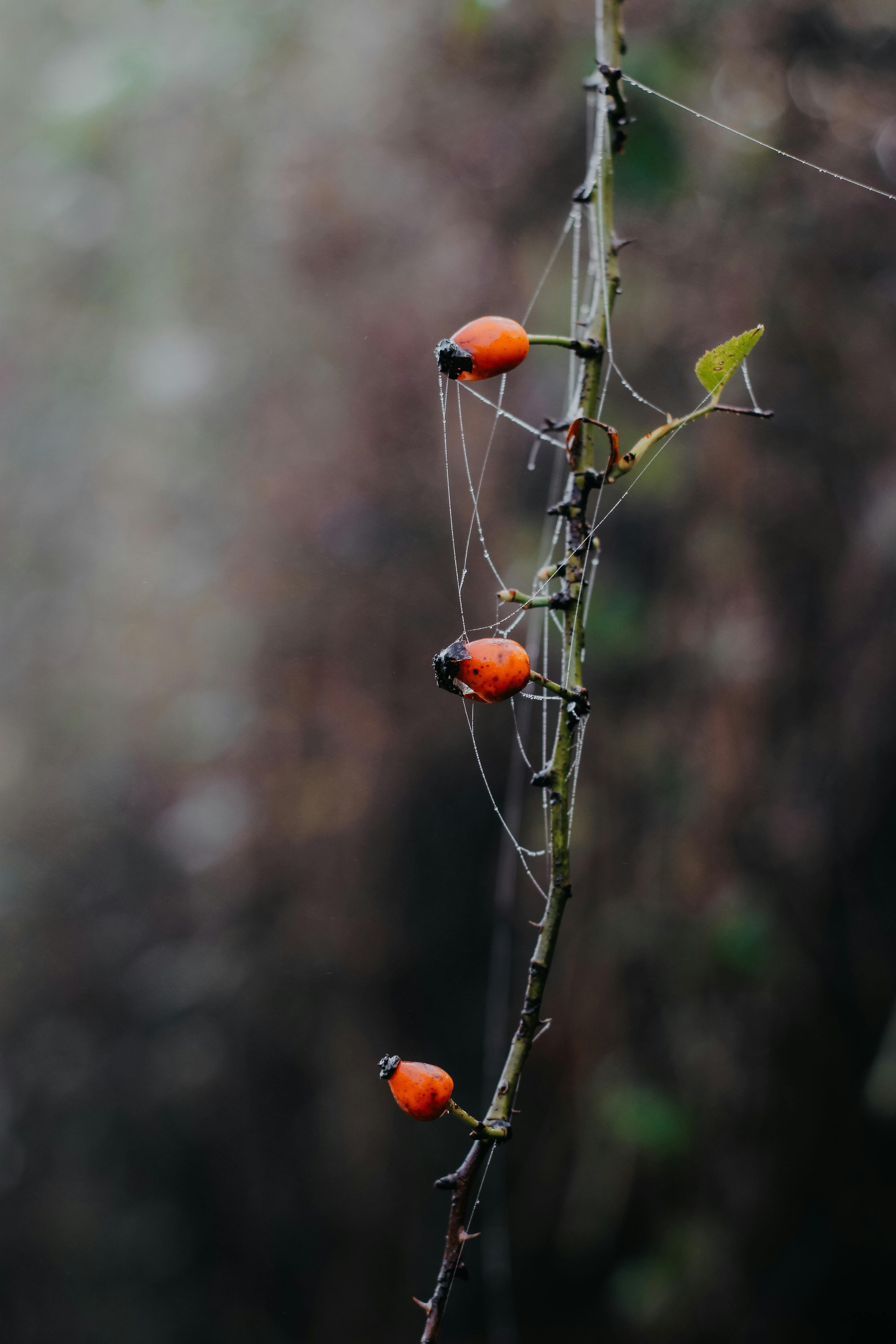 April Nature Photos, Download The BEST Free April Nature Stock Photos ...