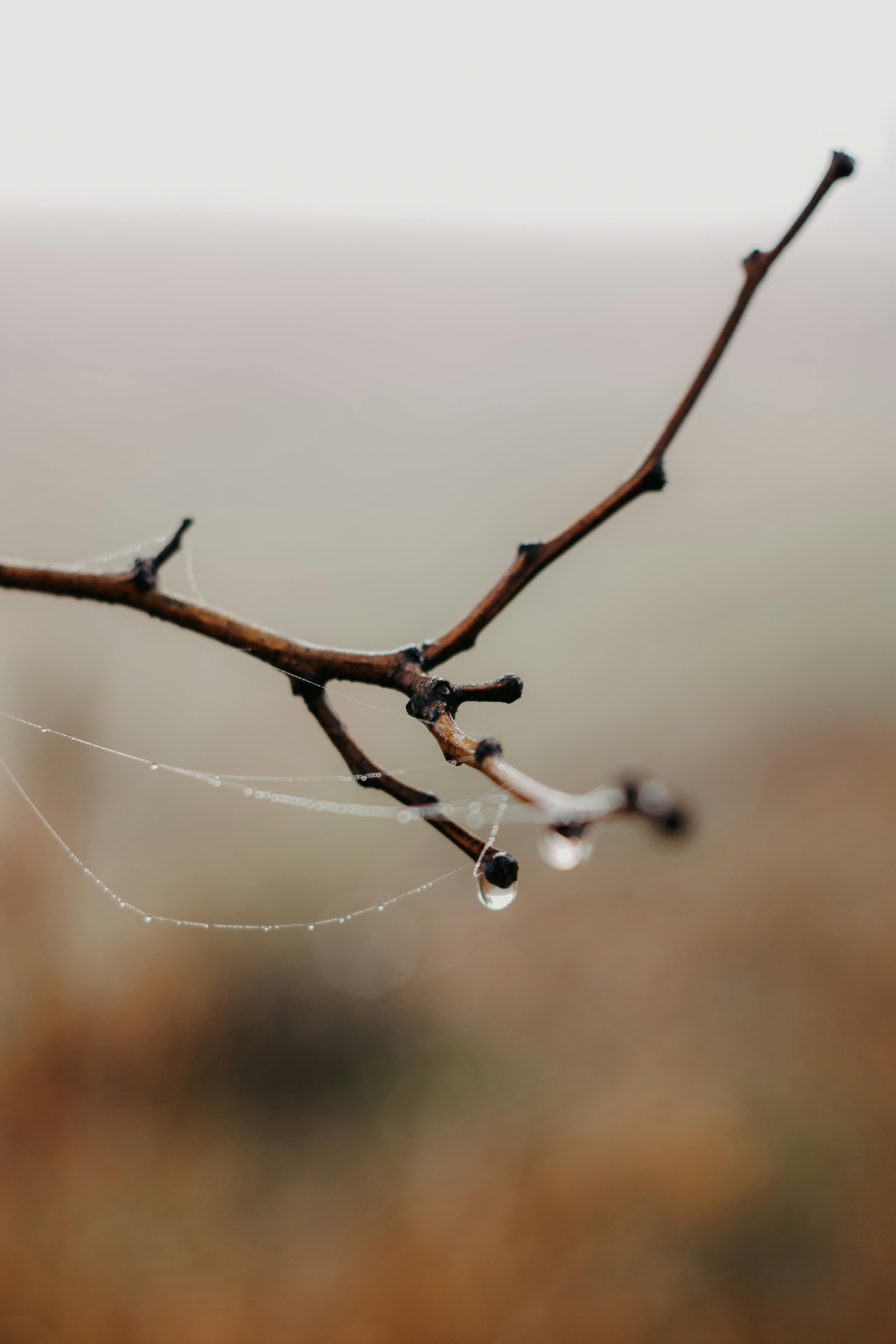 Pruning Tree Photos, Download The BEST Free Pruning Tree Stock Photos ...