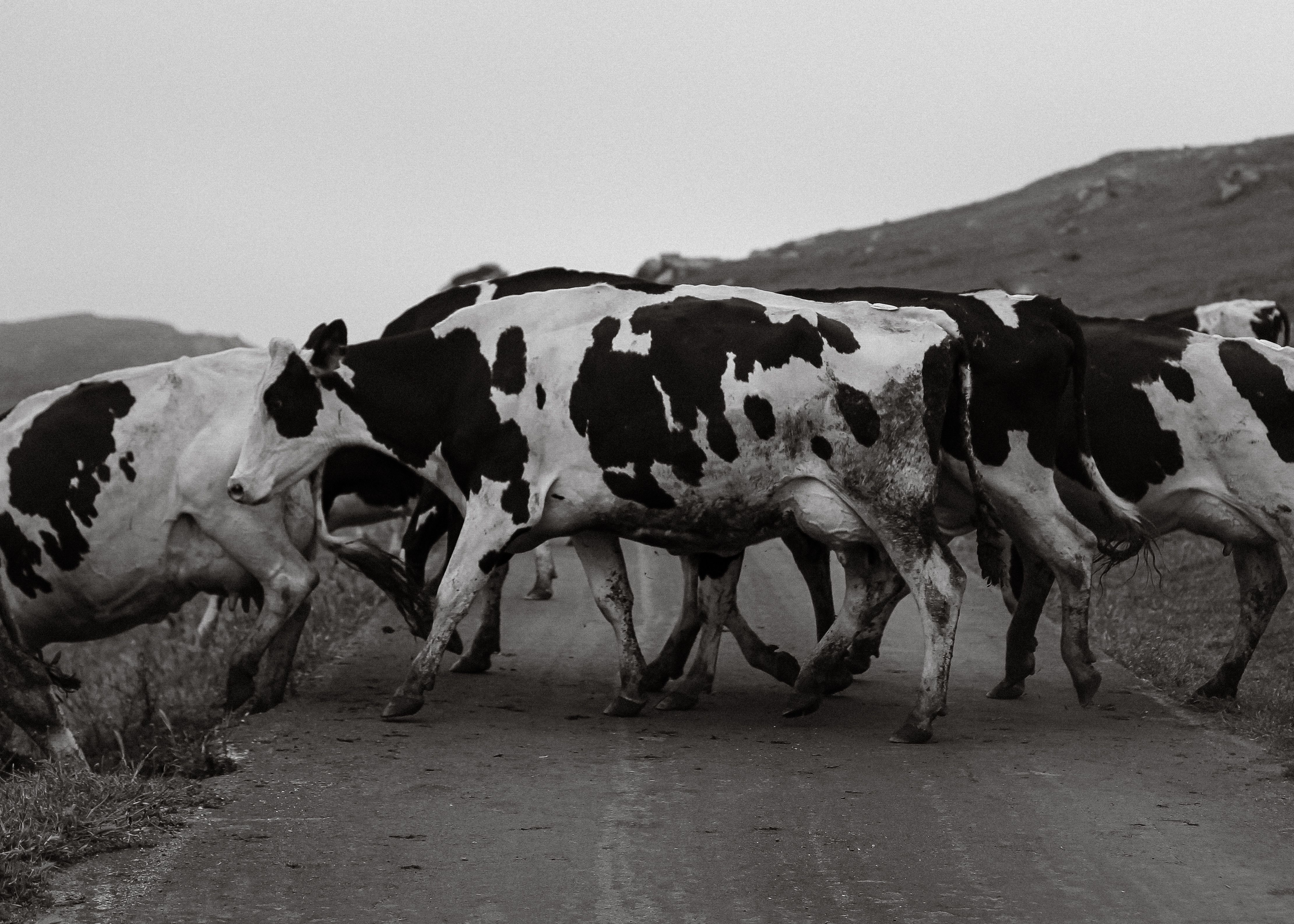 Cows Crossing Road · Free Stock Photo