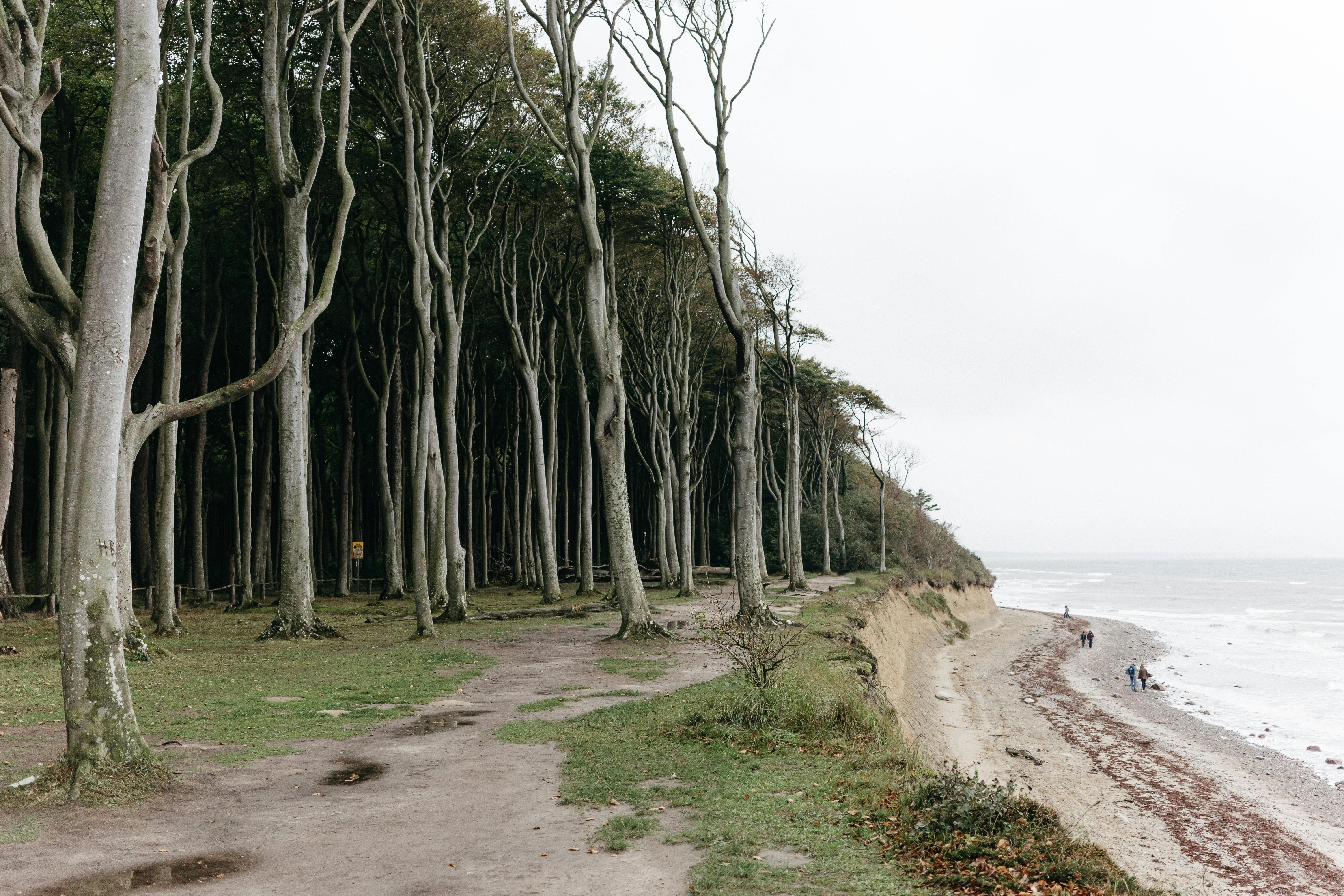 Forest and Sea · Free Stock Photo