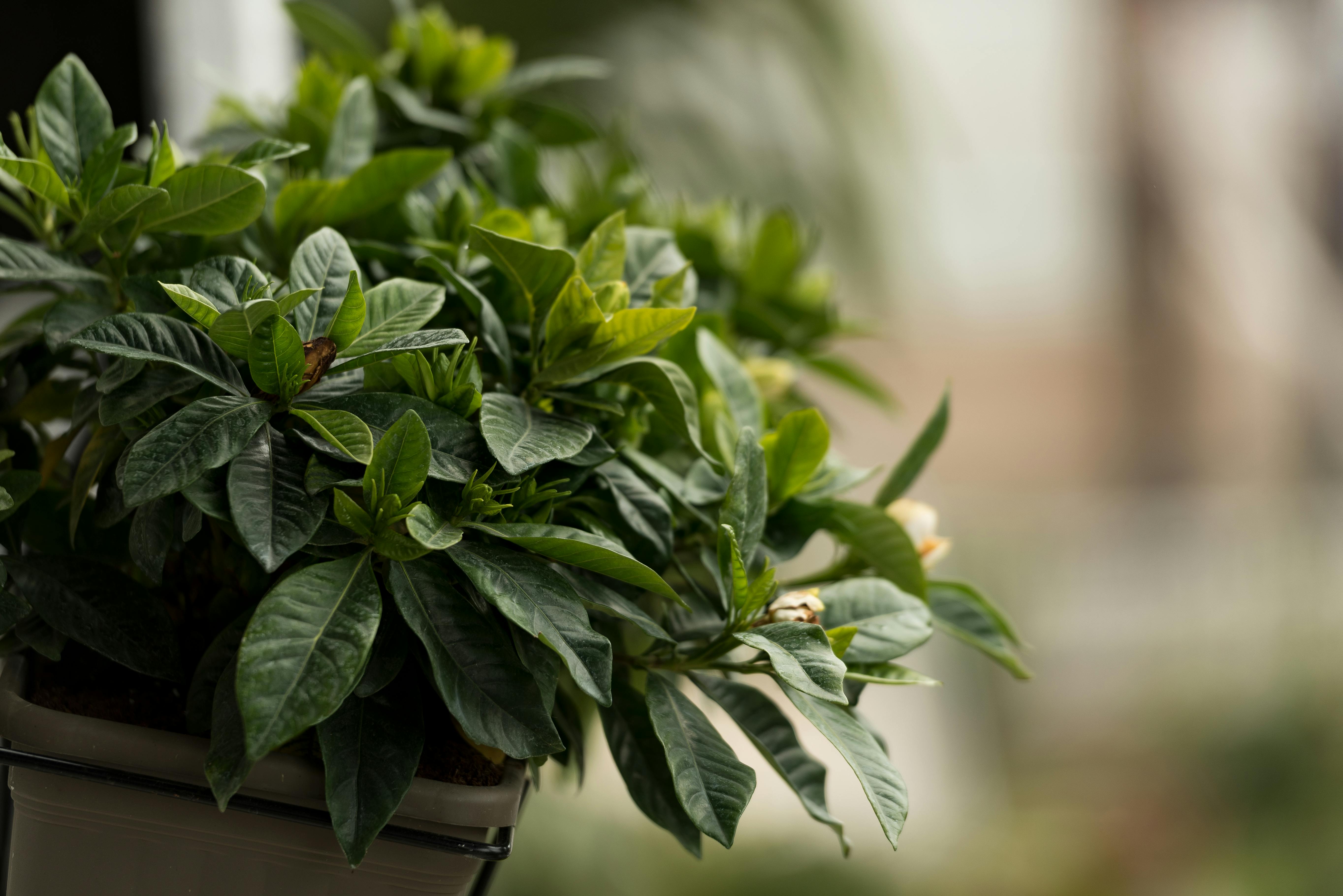 Welcome Pot Photos, Download The BEST Free Welcome Pot Stock Photos ...