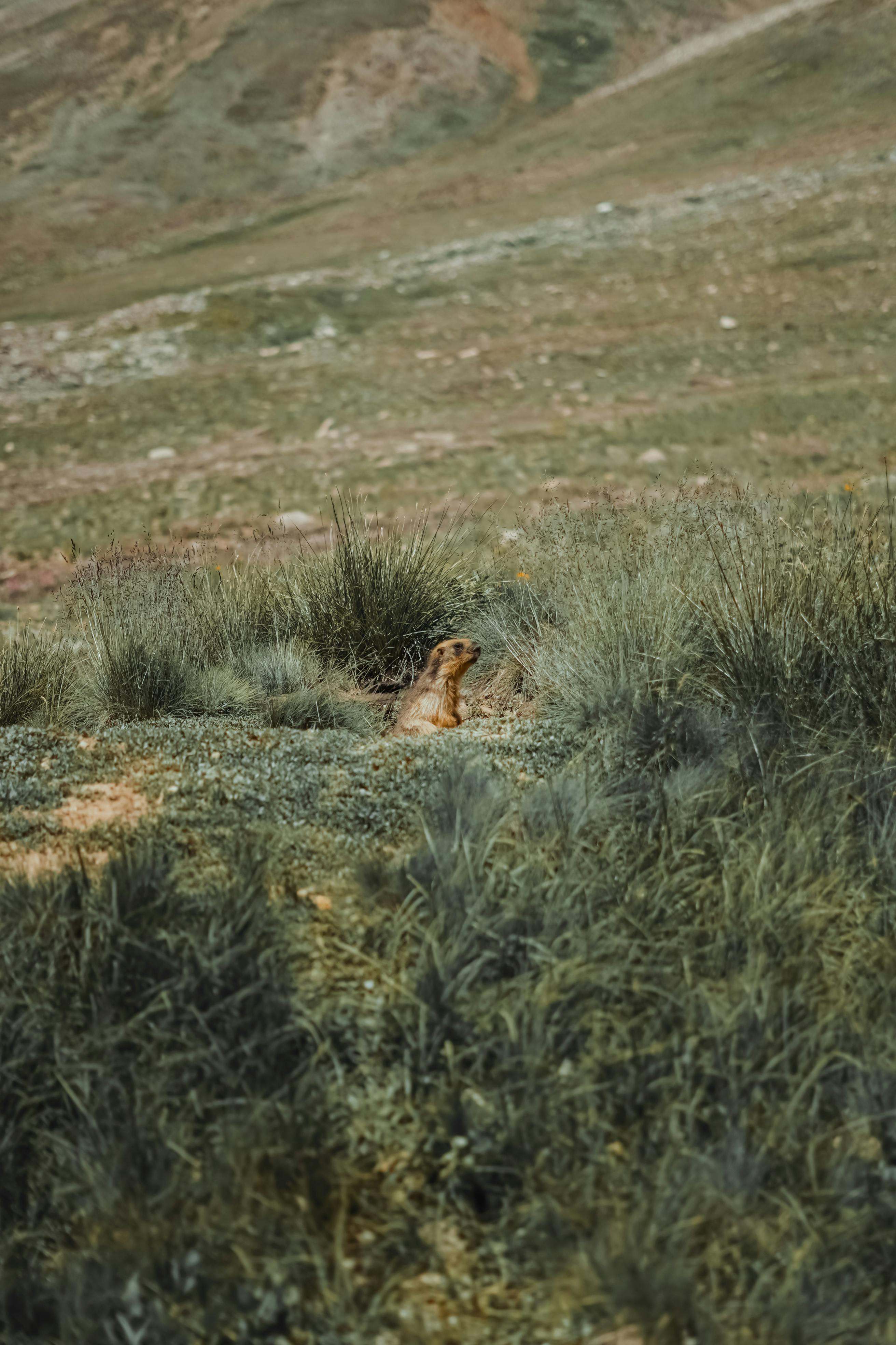 Gilgit Photos, Download The BEST Free Gilgit Stock Photos & HD Images