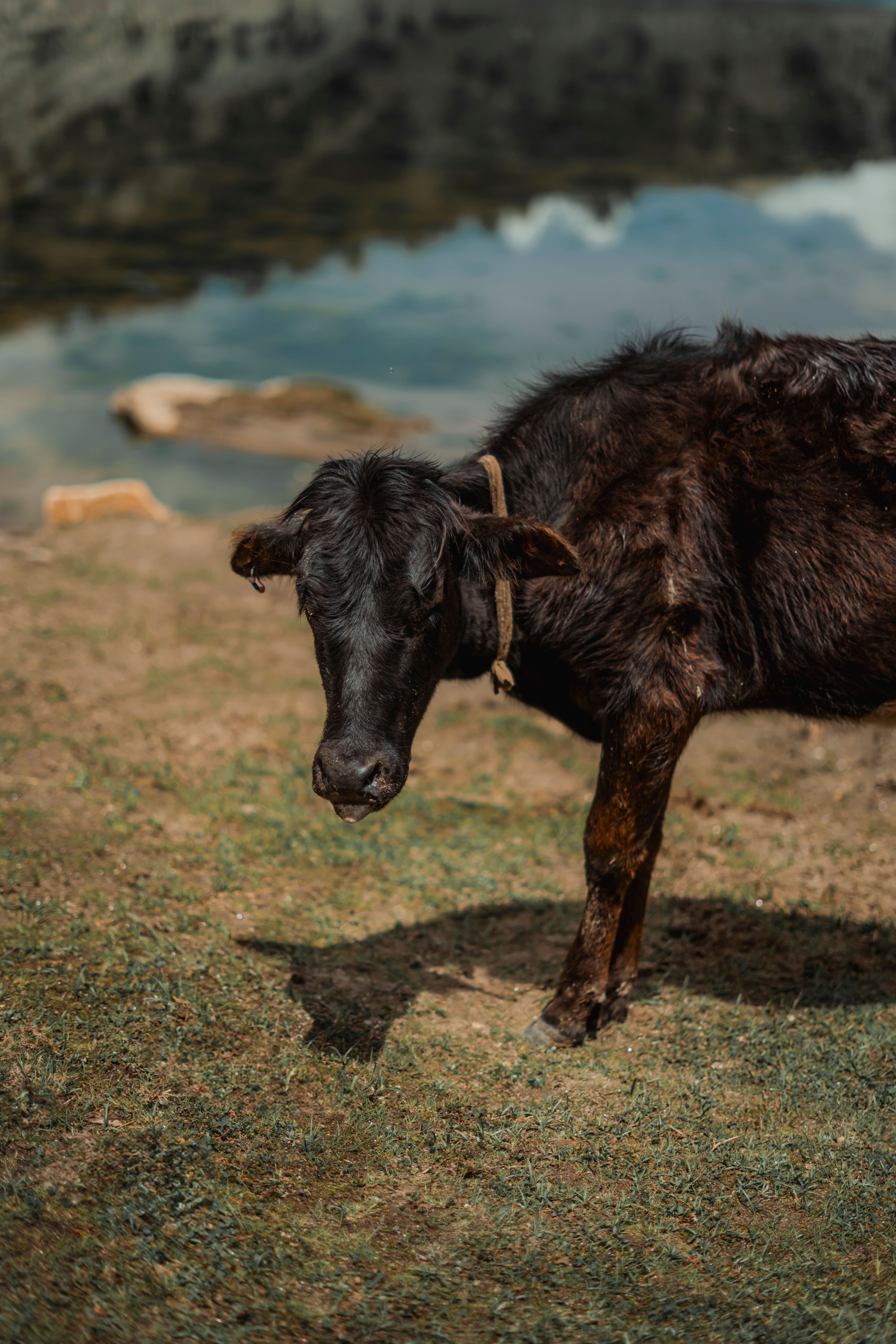 Bangladeshi Cow Photos, Download The BEST Free Bangladeshi Cow Stock ...