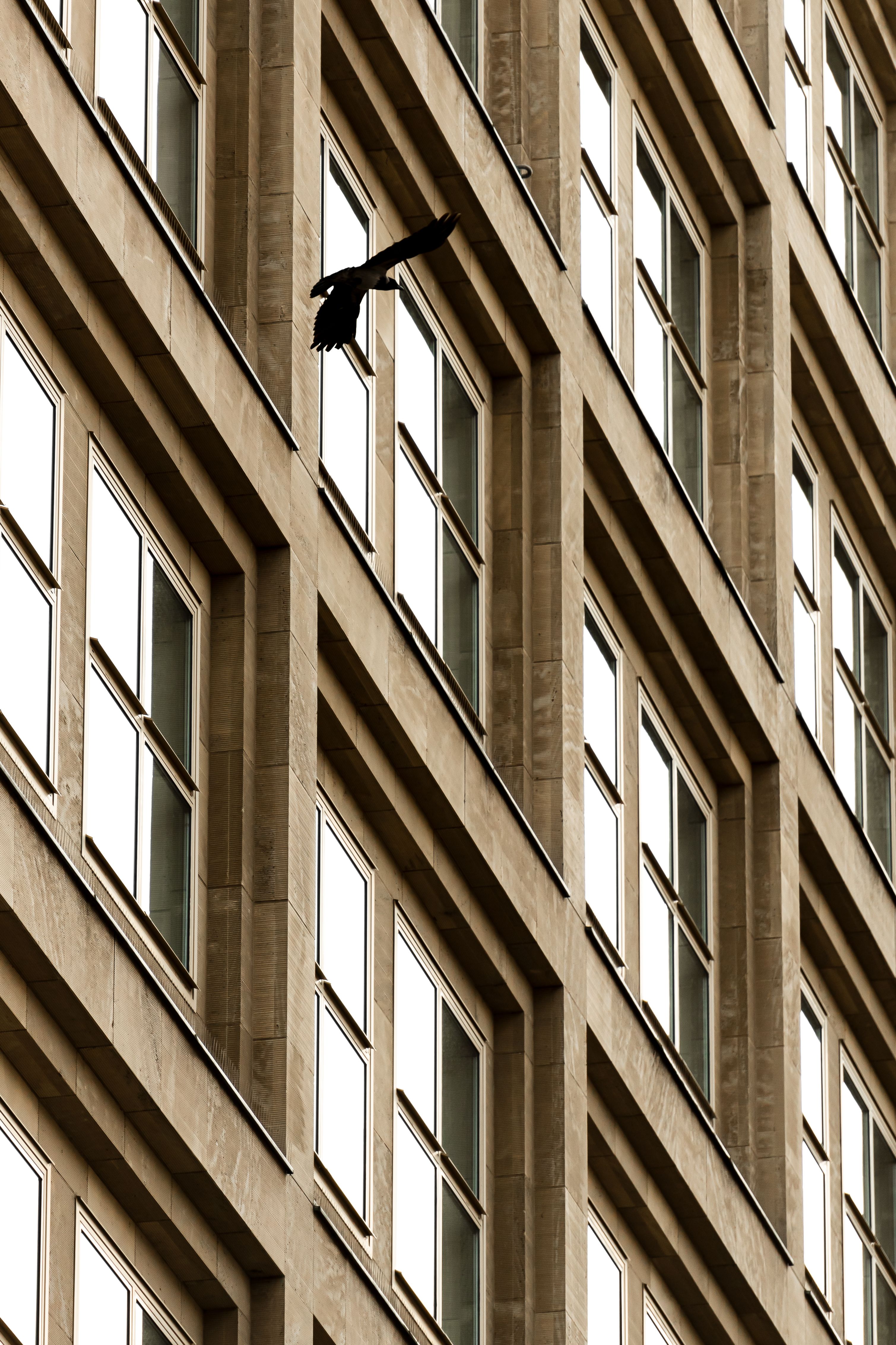 Bird Flying in Front of the Building Windows · Free Stock Photo