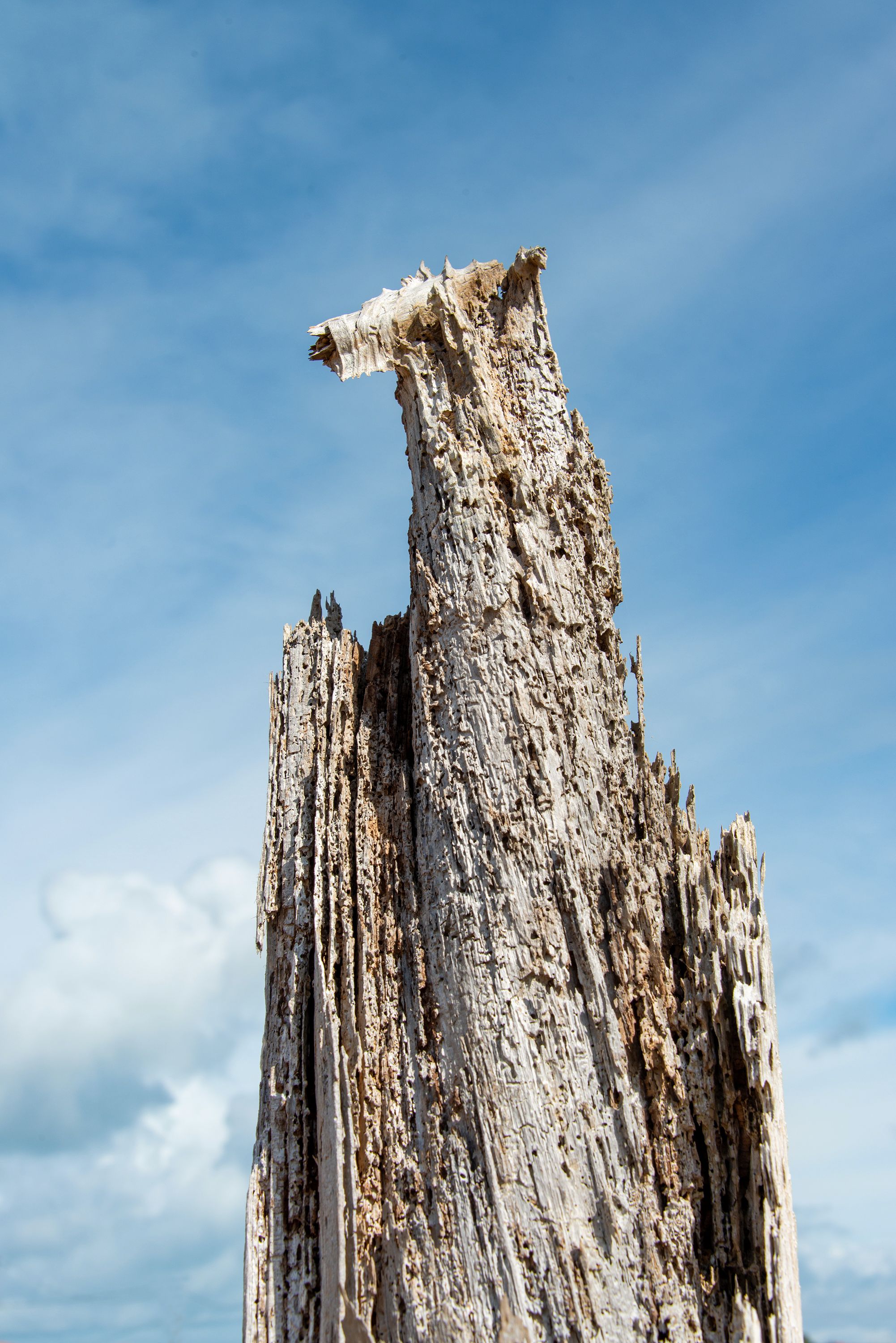 Close up of Withered Tree Trunk · Free Stock Photo