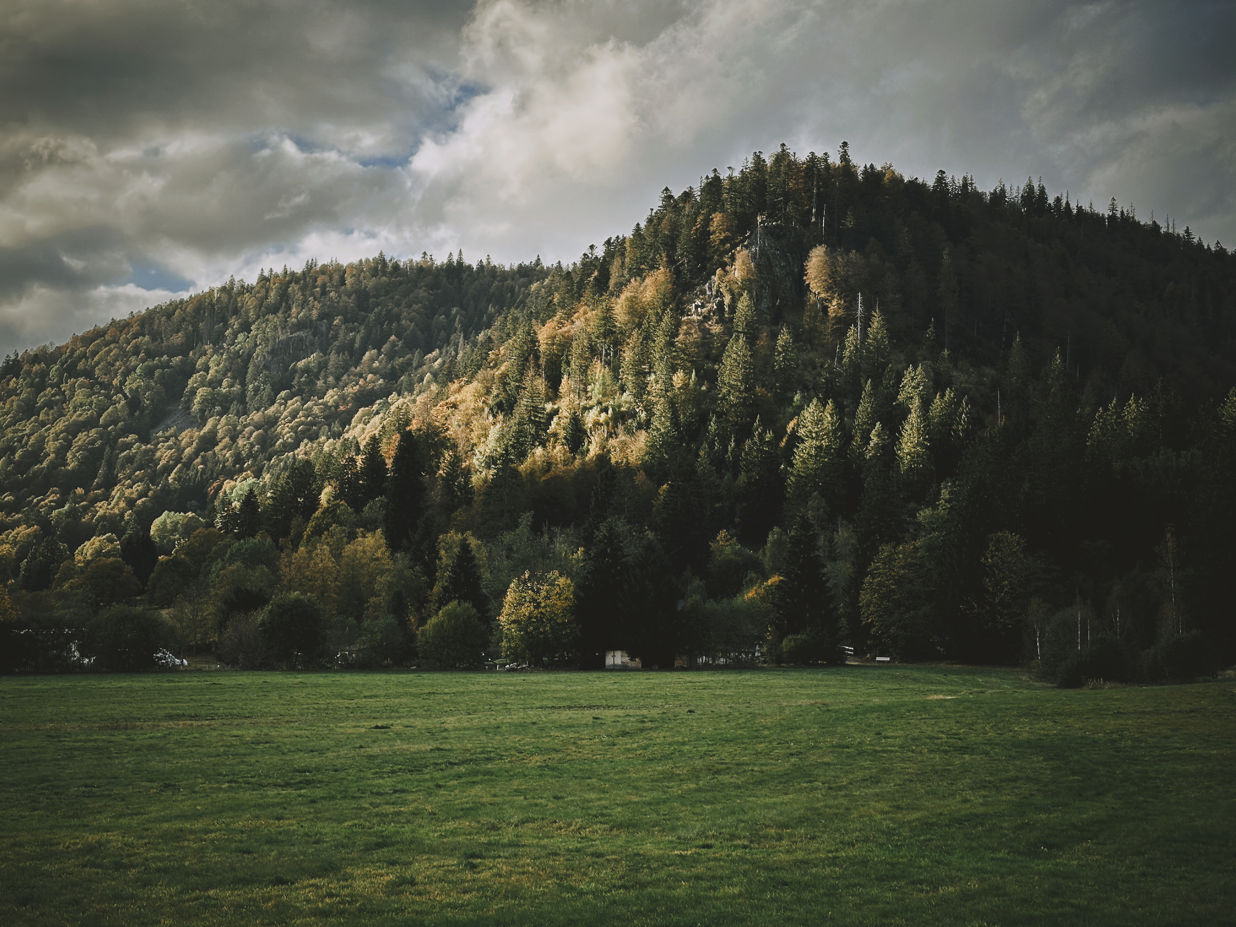 Green Grassland and Forest on Hill behind · Free Stock Photo